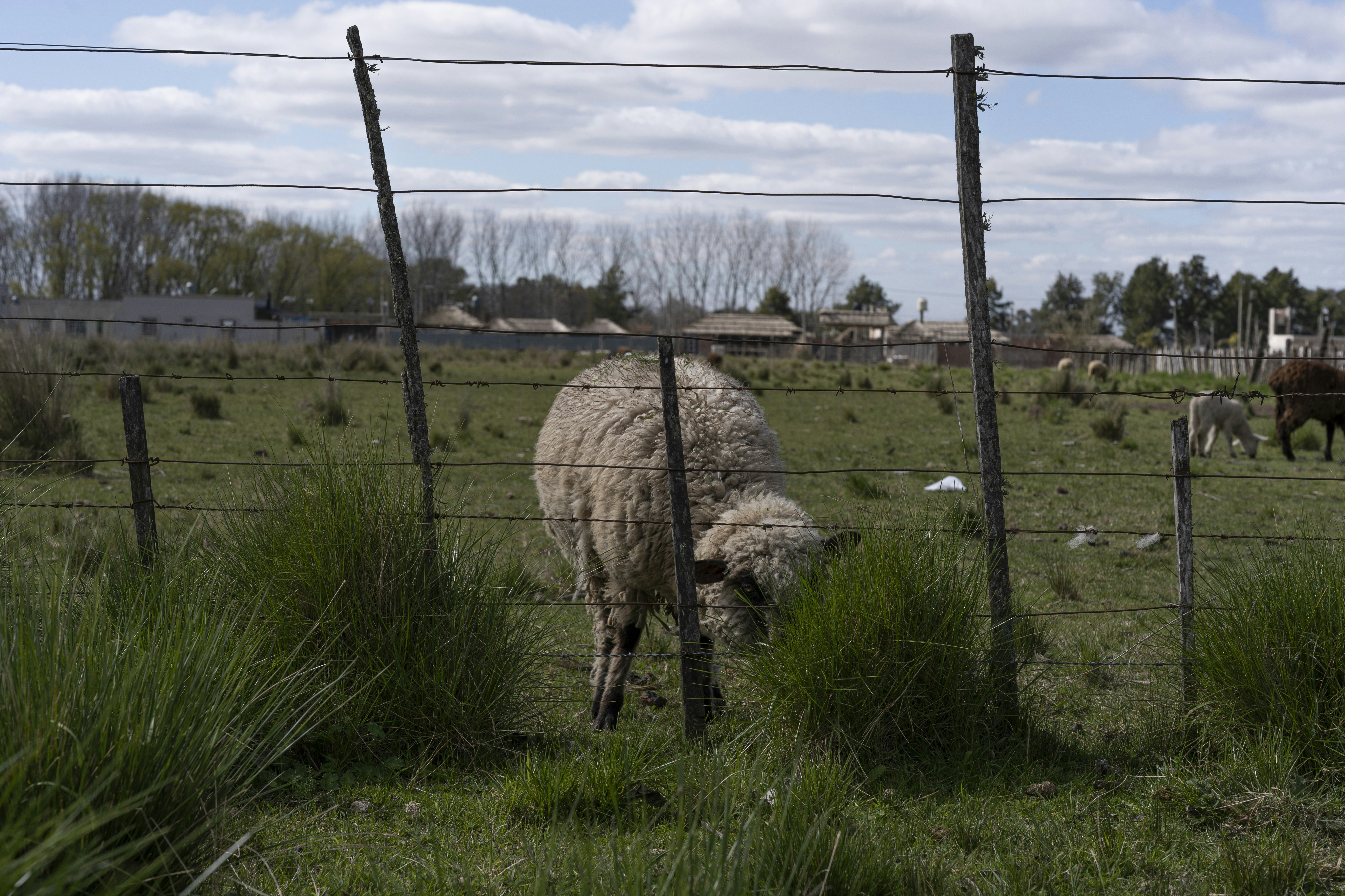 Sheep at the Fence: A Quiet Farm Outline