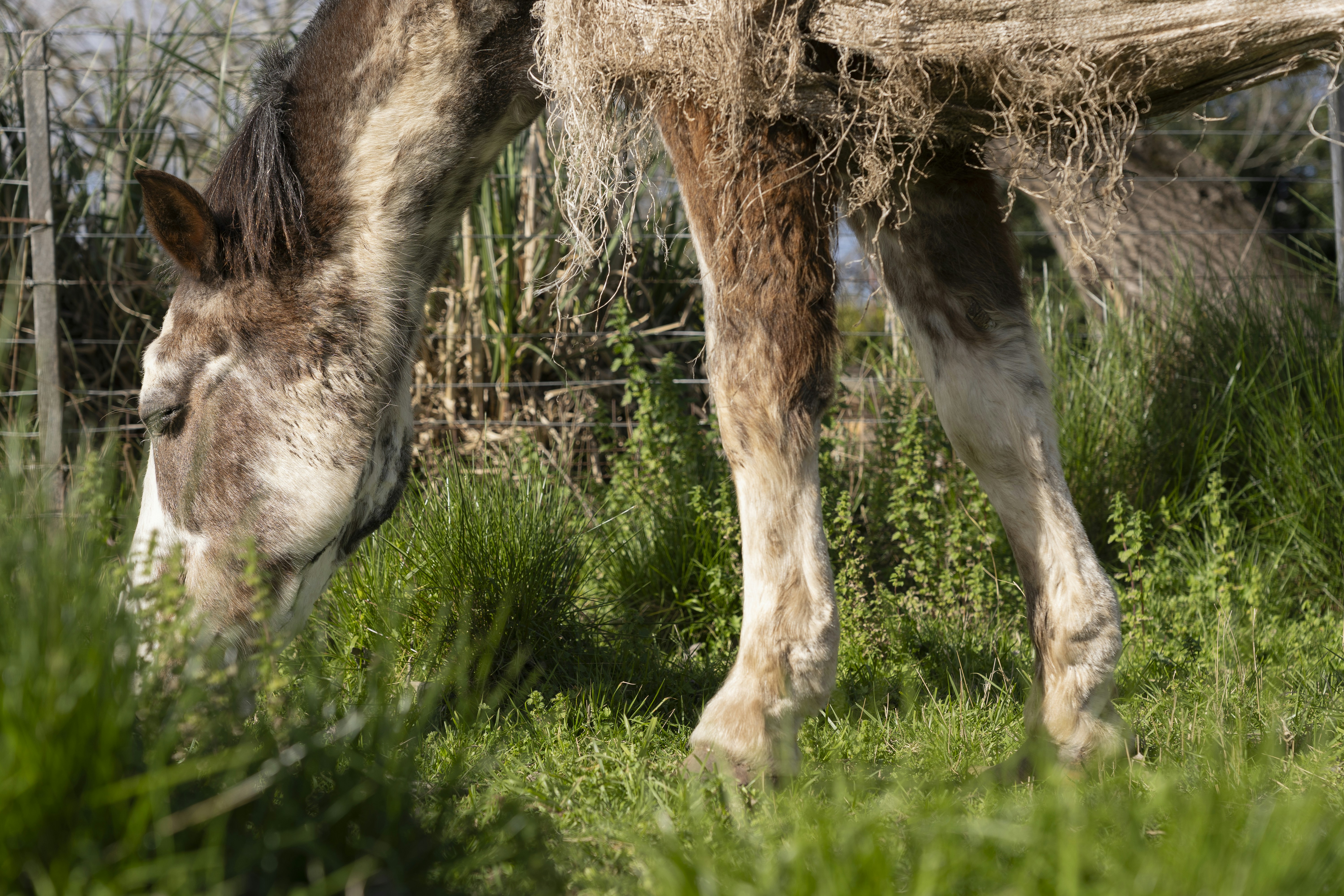 Grazing in the Grasses: A Weathered Donkey in Soft Evening Light