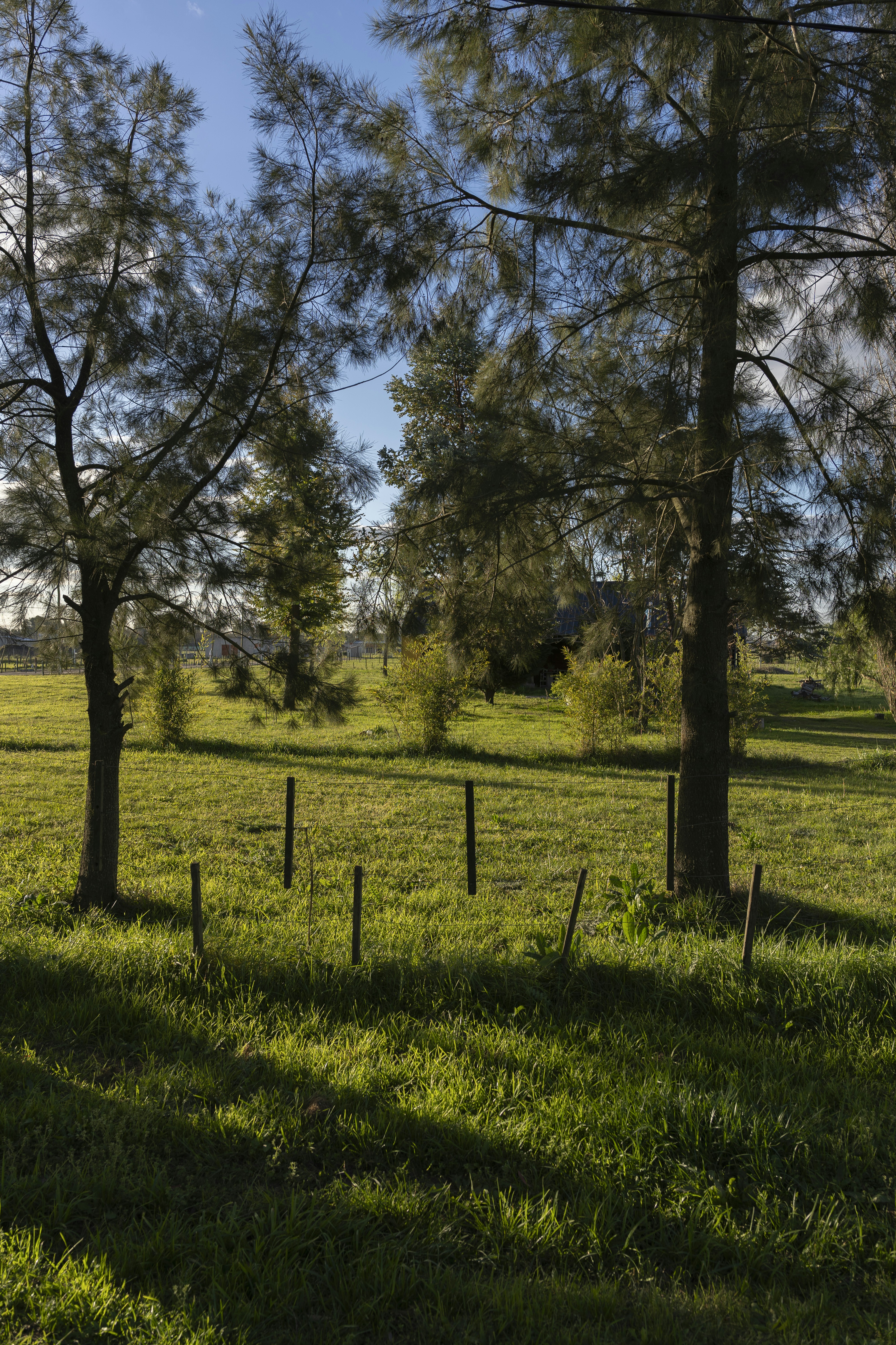 Sunlit Field Between Trees with Marker Posts
