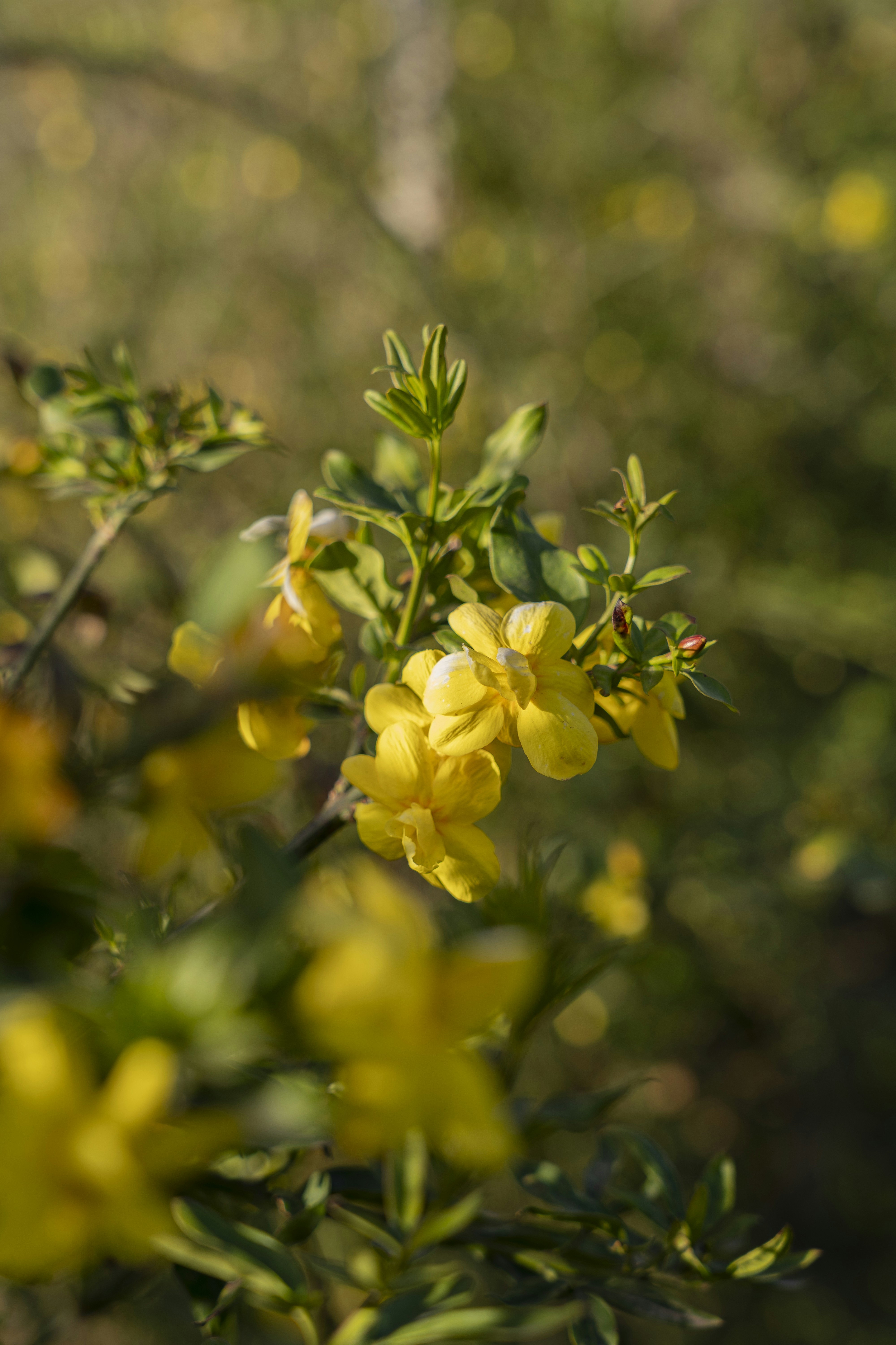 Golden Blooms in Soft Focus