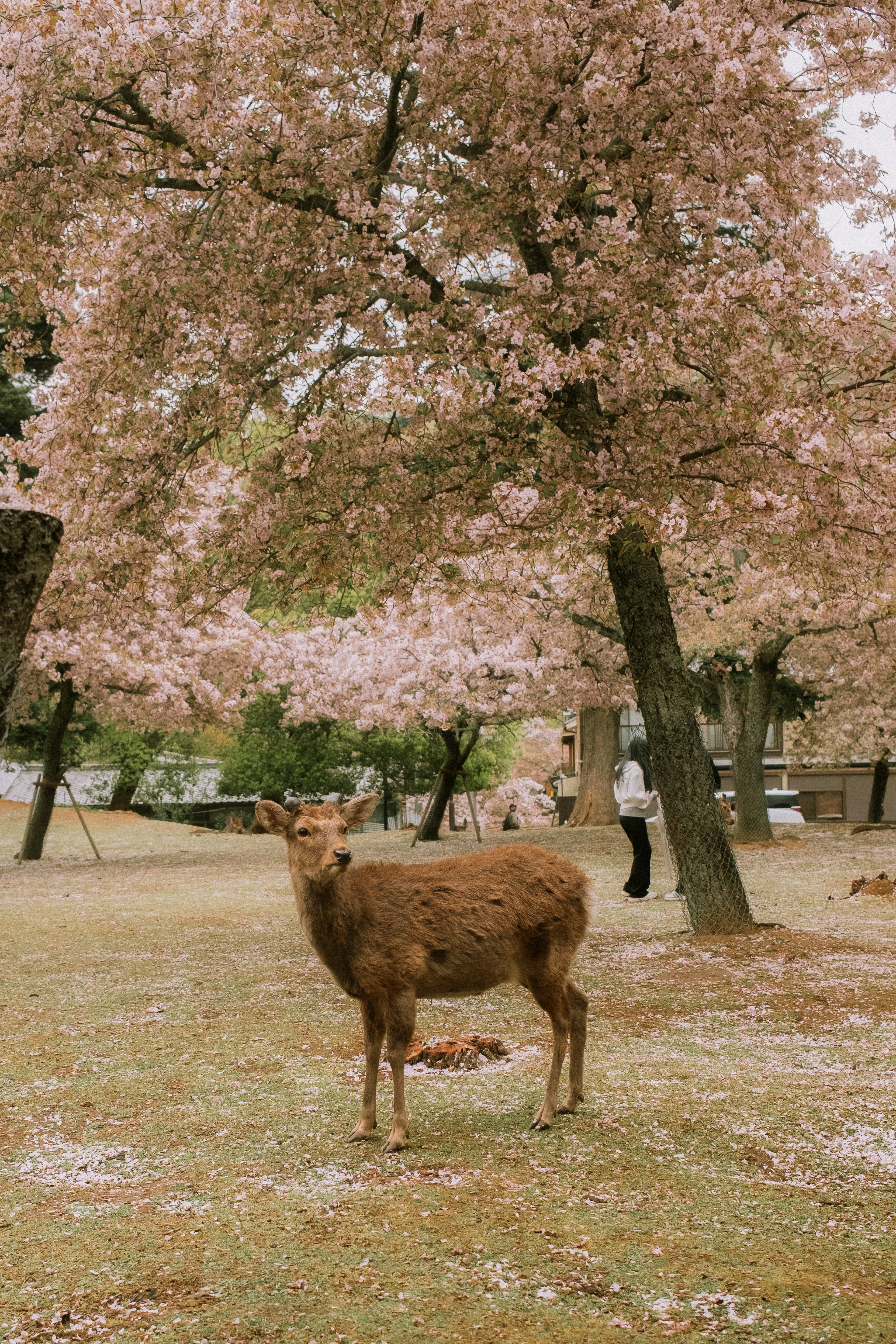 Pasture of Primaries: Suspected Stag Beneath Blush Cherry Canopy