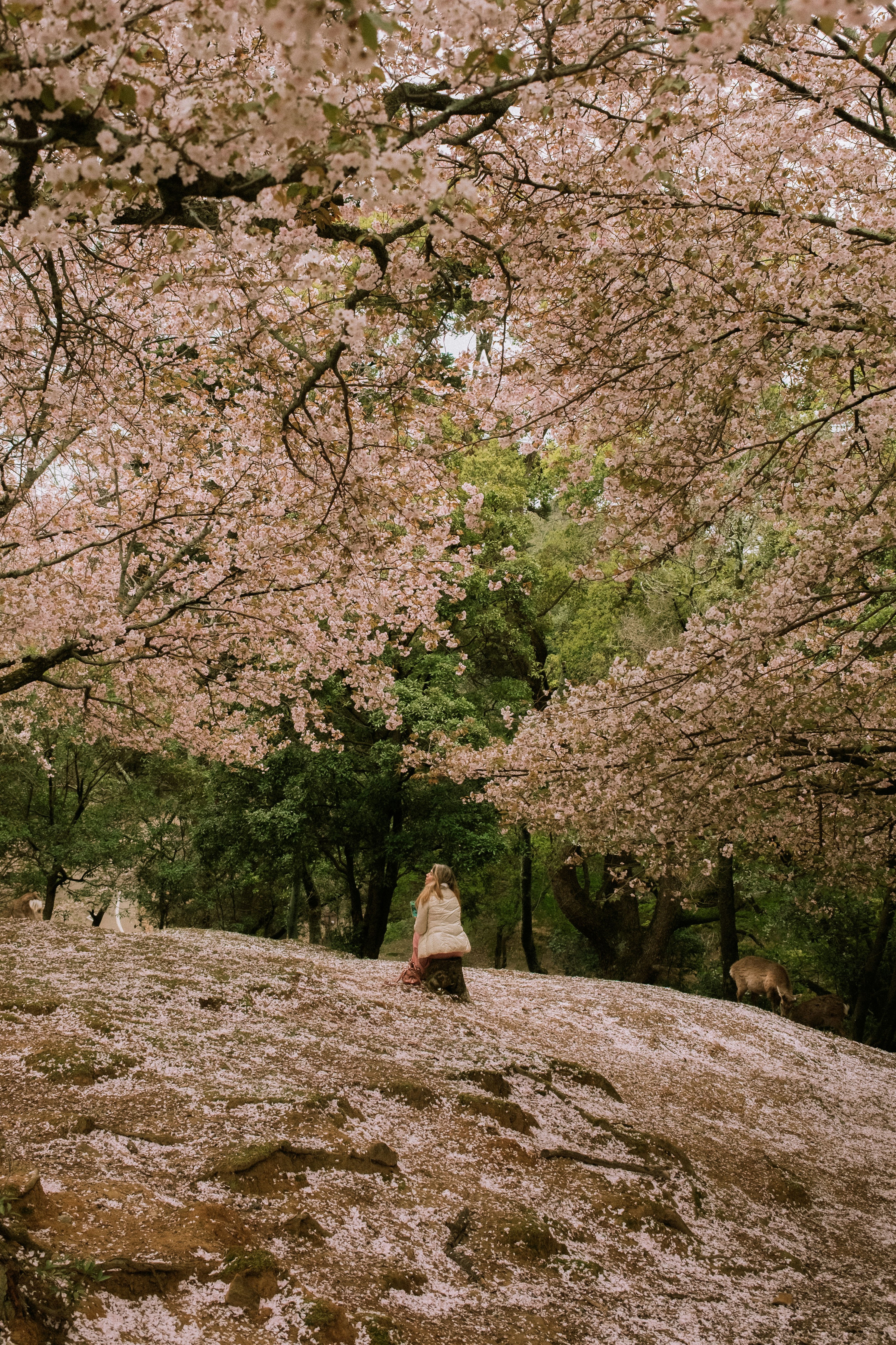  cherry blossom canvas: a lone figure on a petal-covered hill beneath a canopy