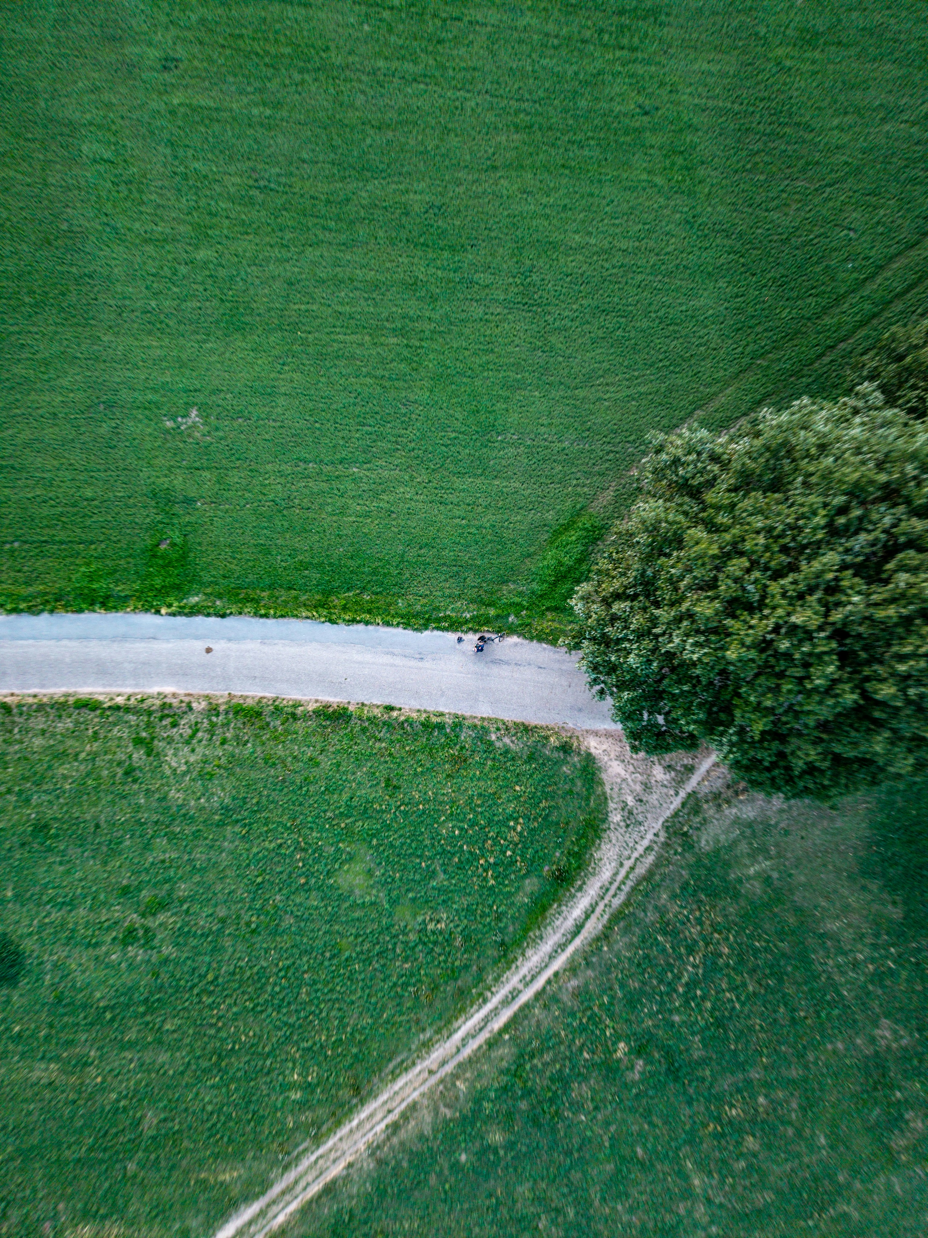 Crossroads of Green: A Field Road Where Paths Meet