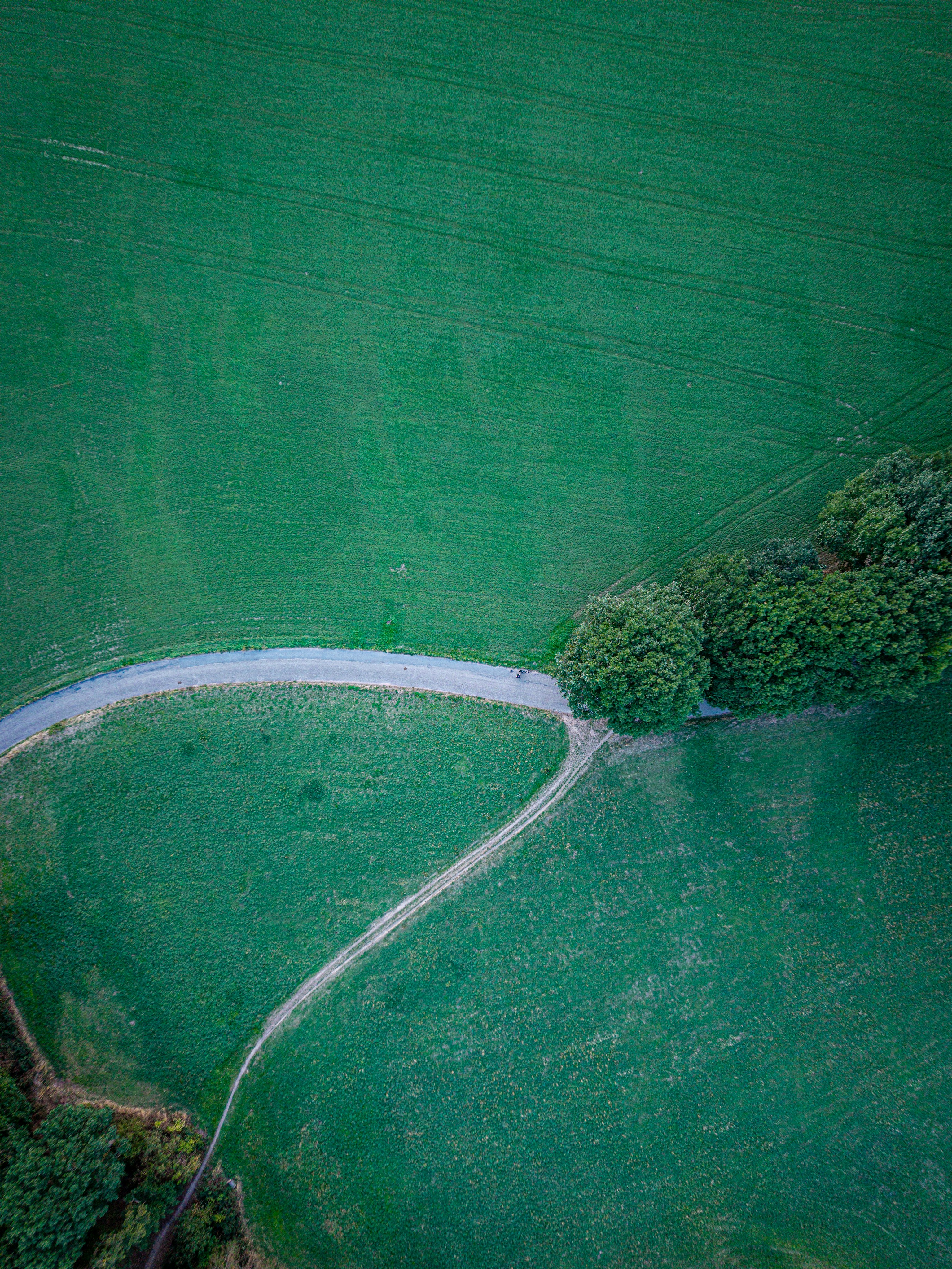 Curved path through emerald fields beneath a cluster of trees
