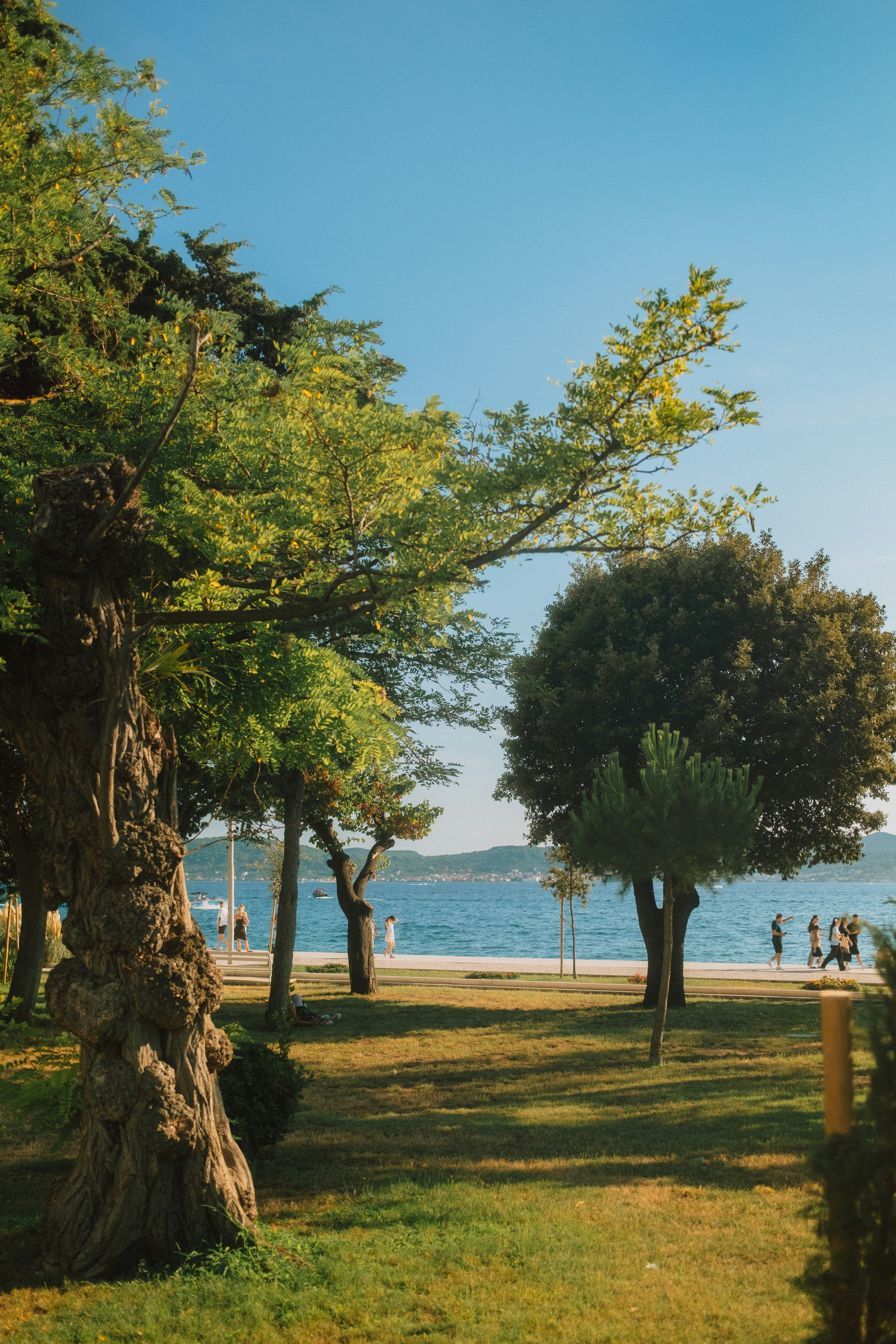 Shadows and Sea: Dappled Light Through a Lakeside Park