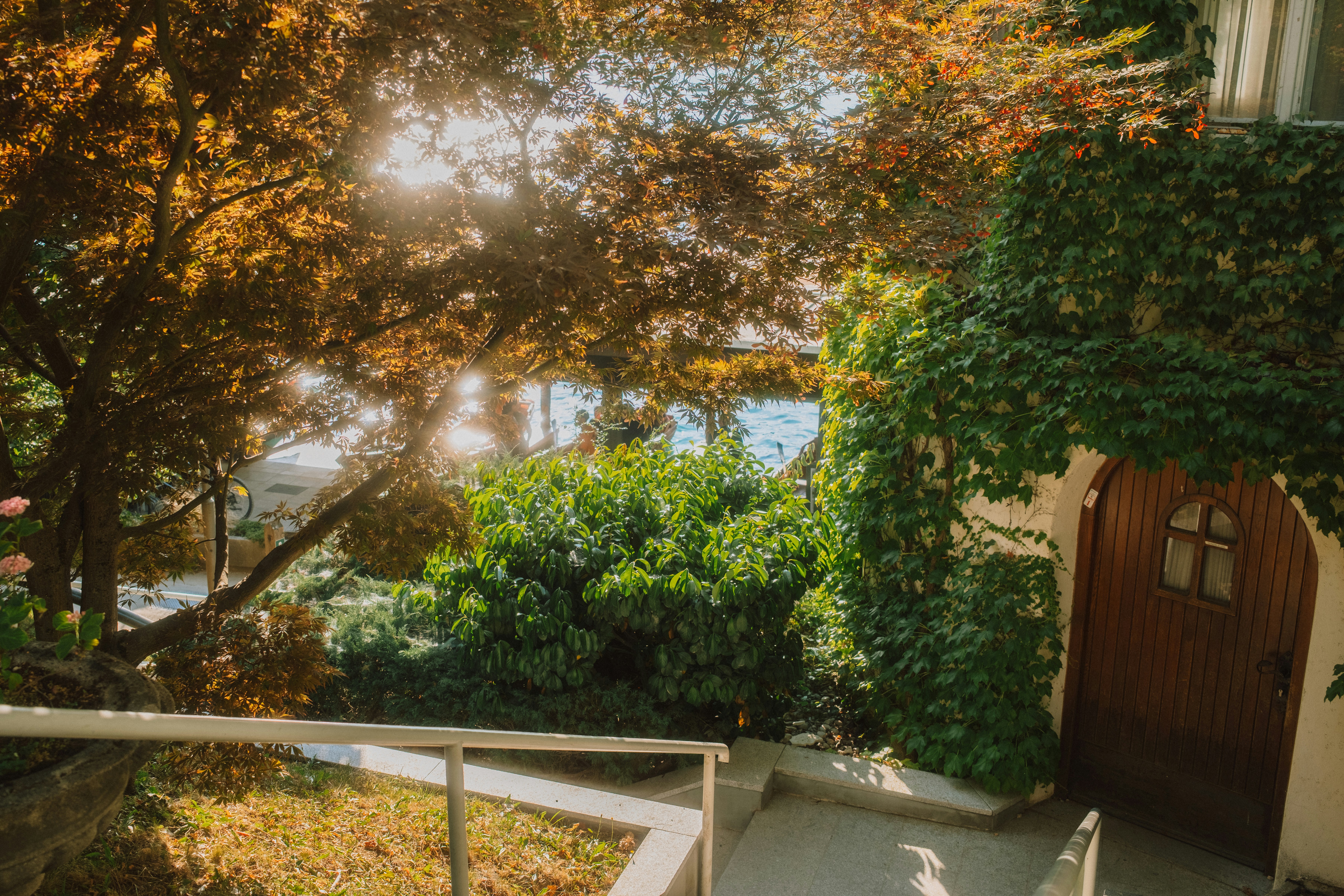 Sunlit Terrace with Ivy-Clad Doorway