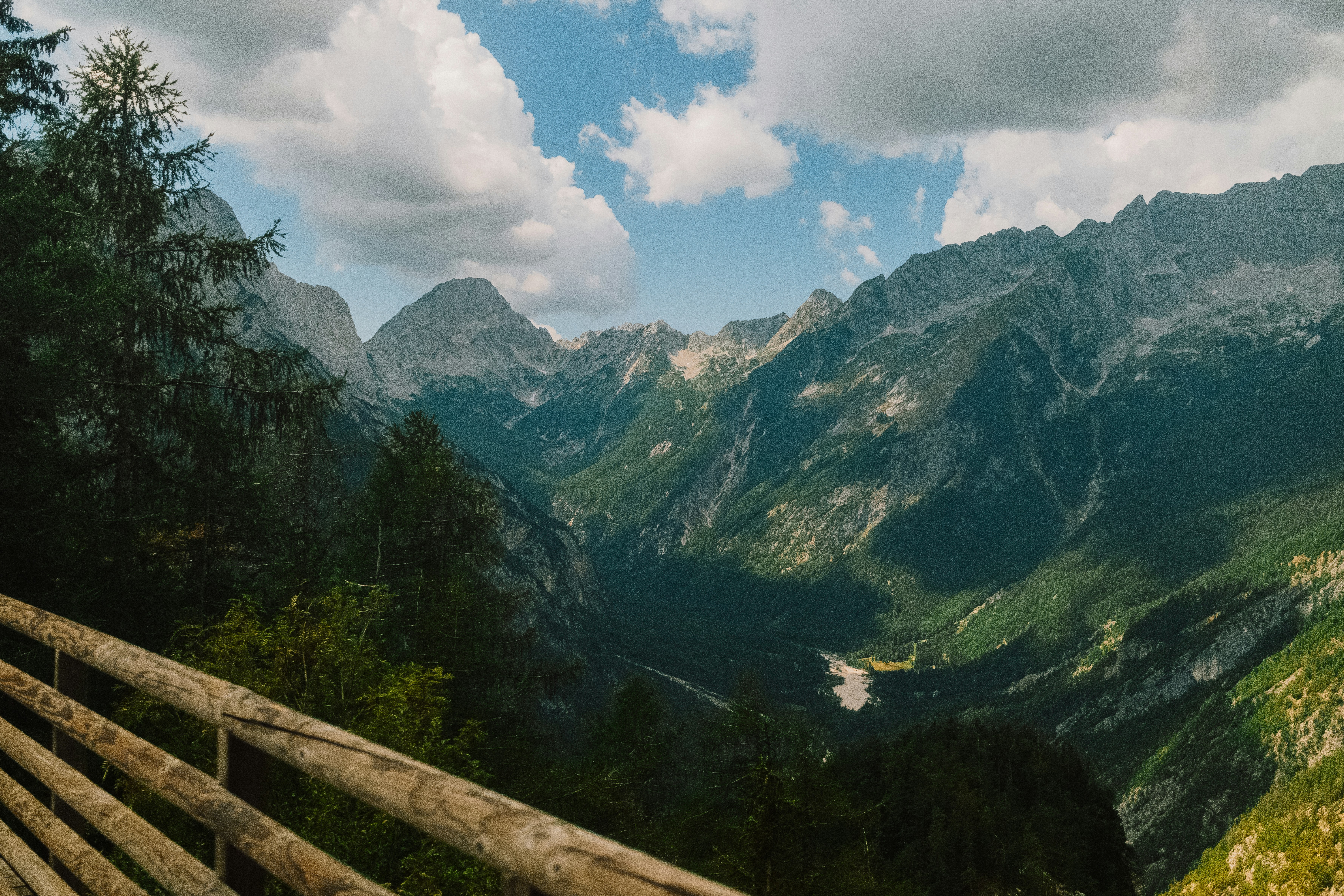 Along the Ridge: Wooden Balustrade Framing a Valley of Giants