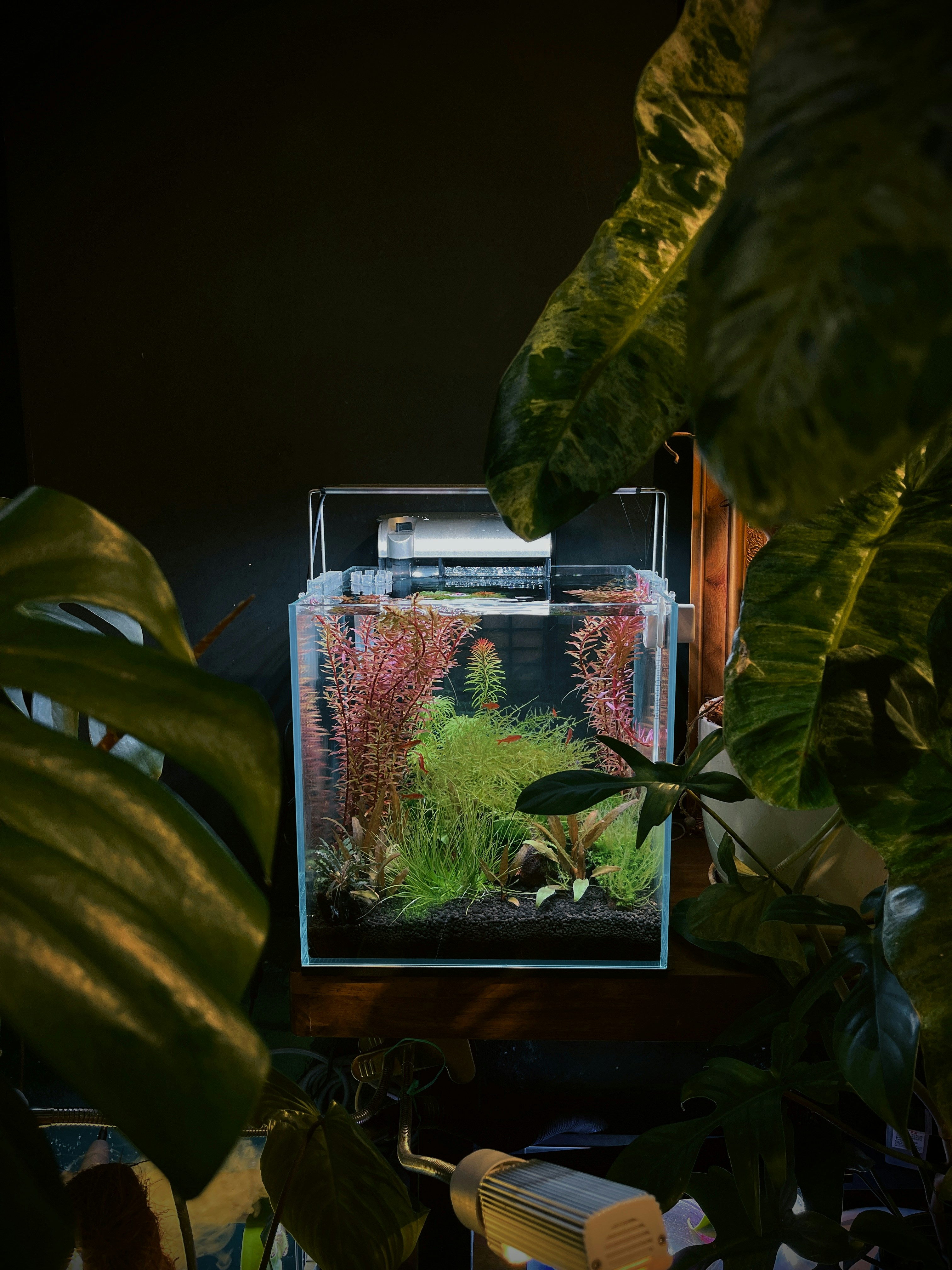 Aquarium at Center Stage: A Quiet Garden in a Windowed Nook