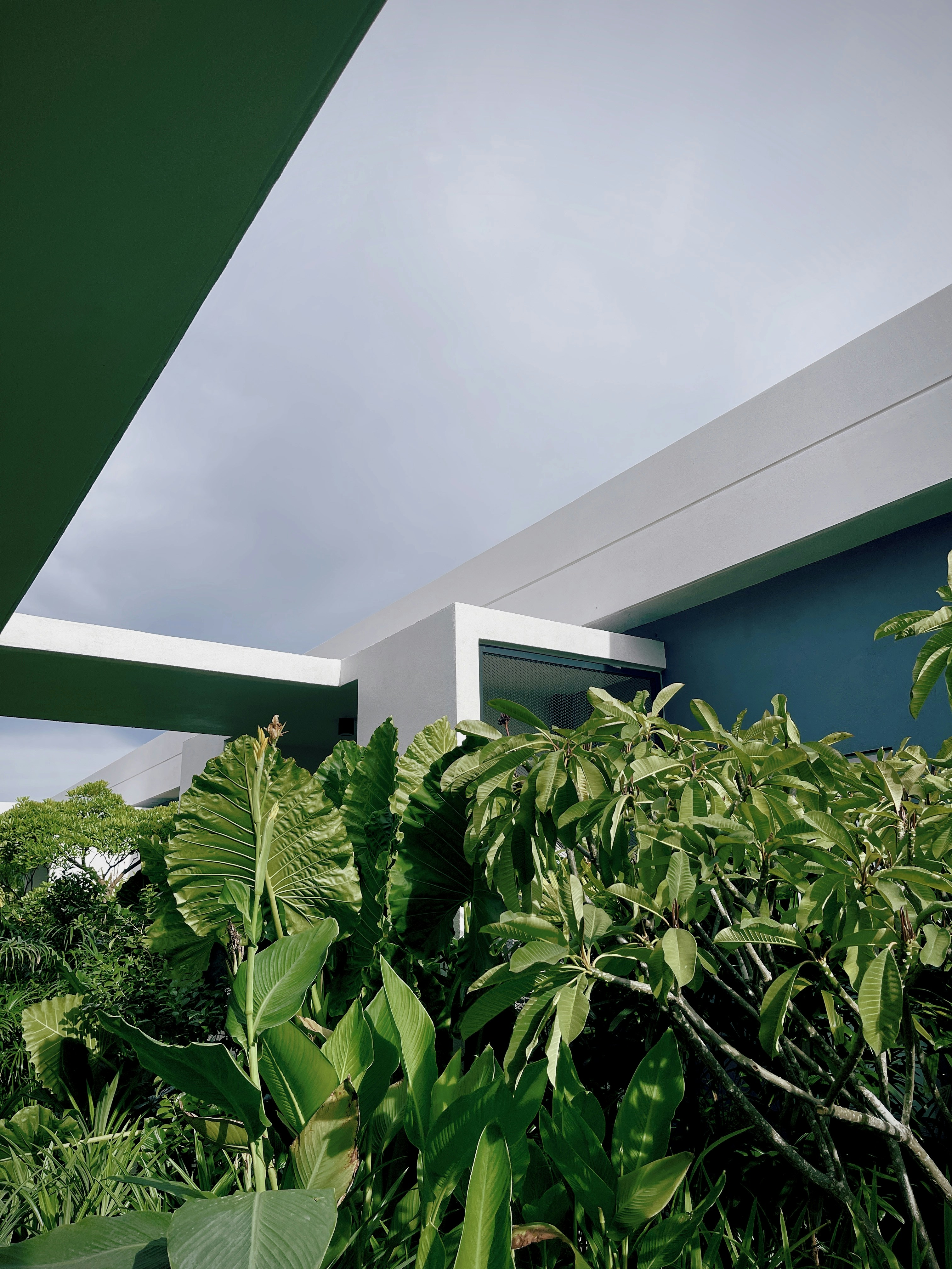 Green Architecture and Tropical Canopy