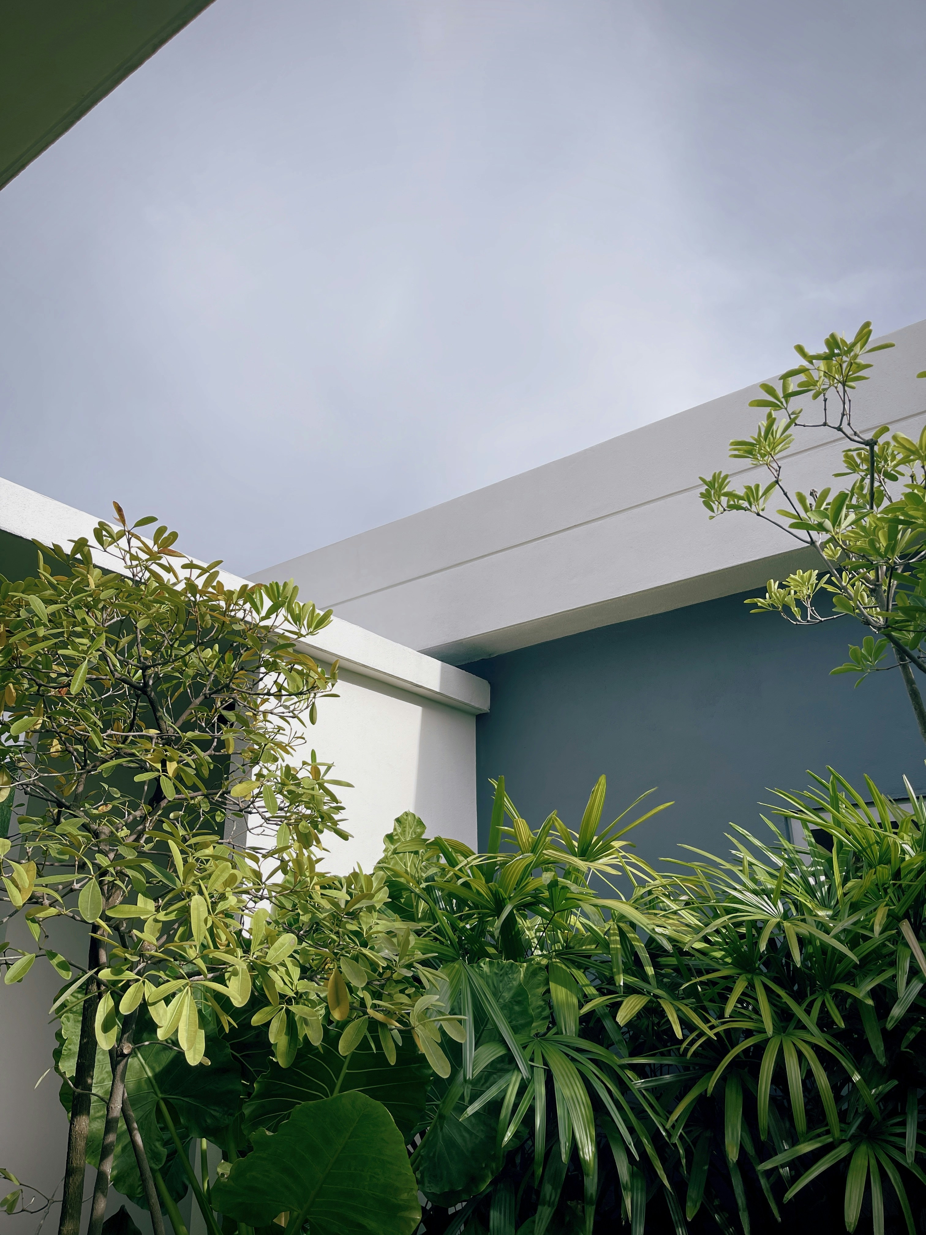 Lush tropical foliage flanks a modern building wall against a pale blue sky, capturing a clean architectural corner with vibrant greenery.