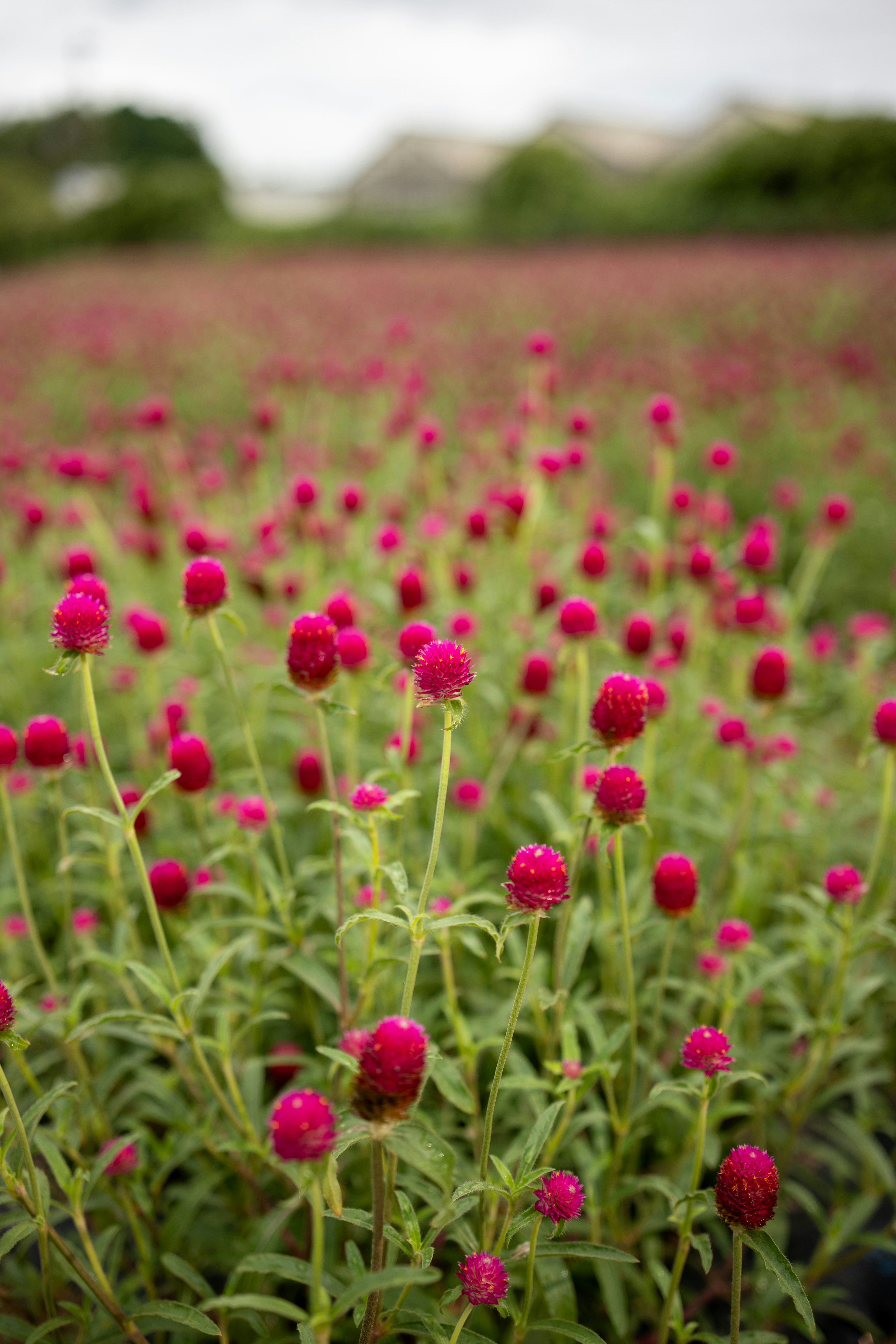 Crimson Anemones in a Sea of Green