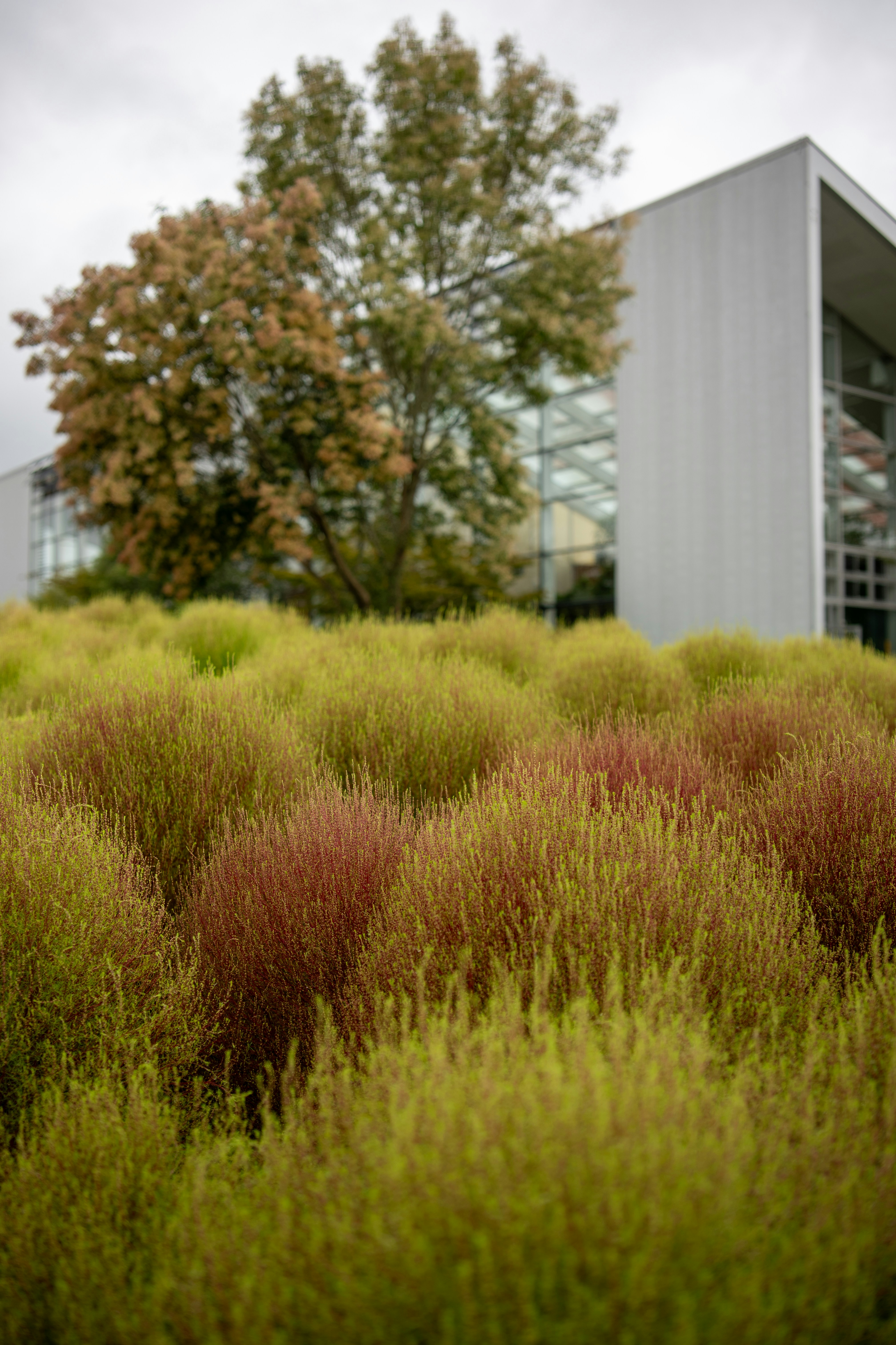 Verdant Park of Architecture: Wave-like Shrubs in Front of a Modern Glass Building