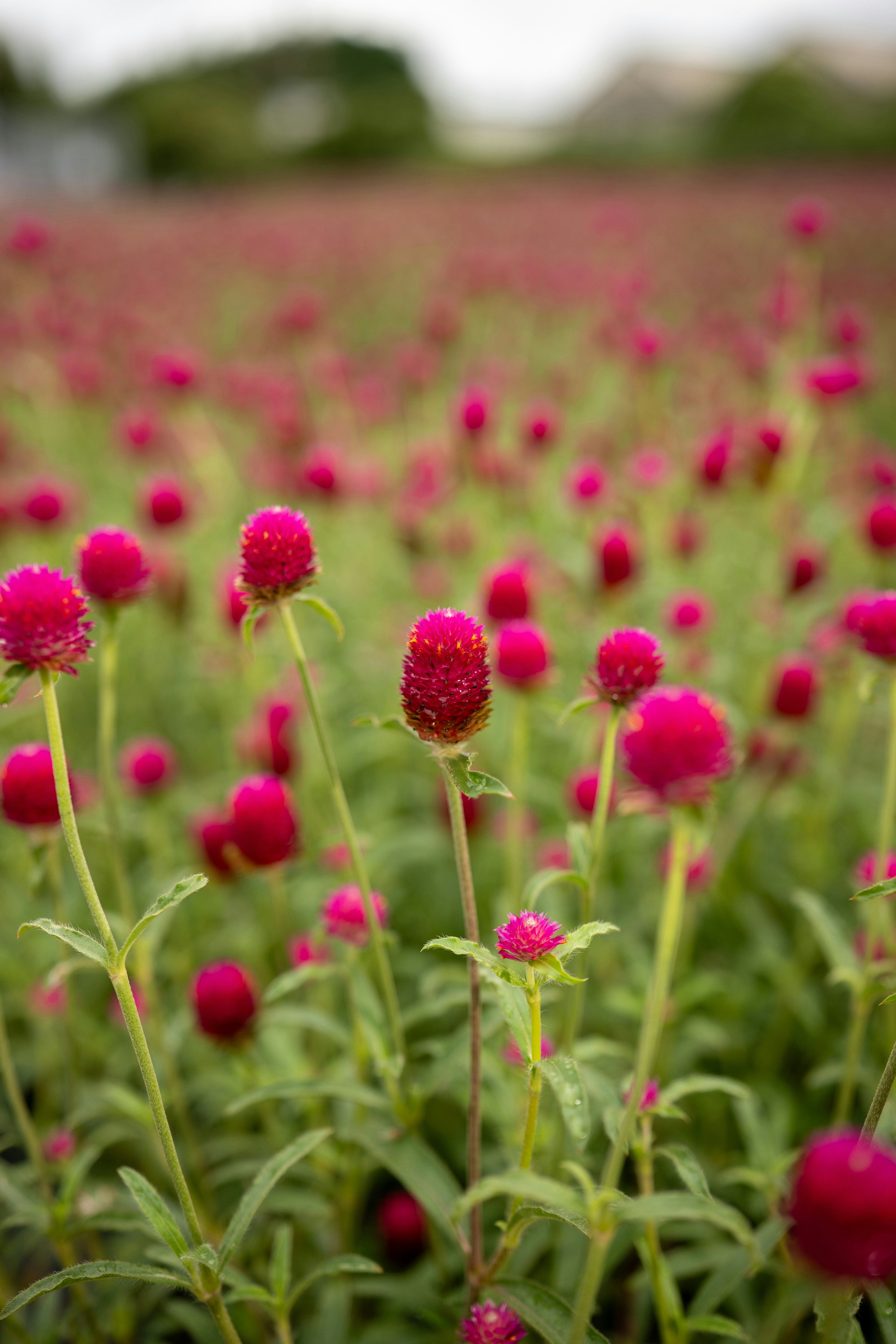 Field of Cerise Heads: A Closer Look at Velvet Magenta Blossoms