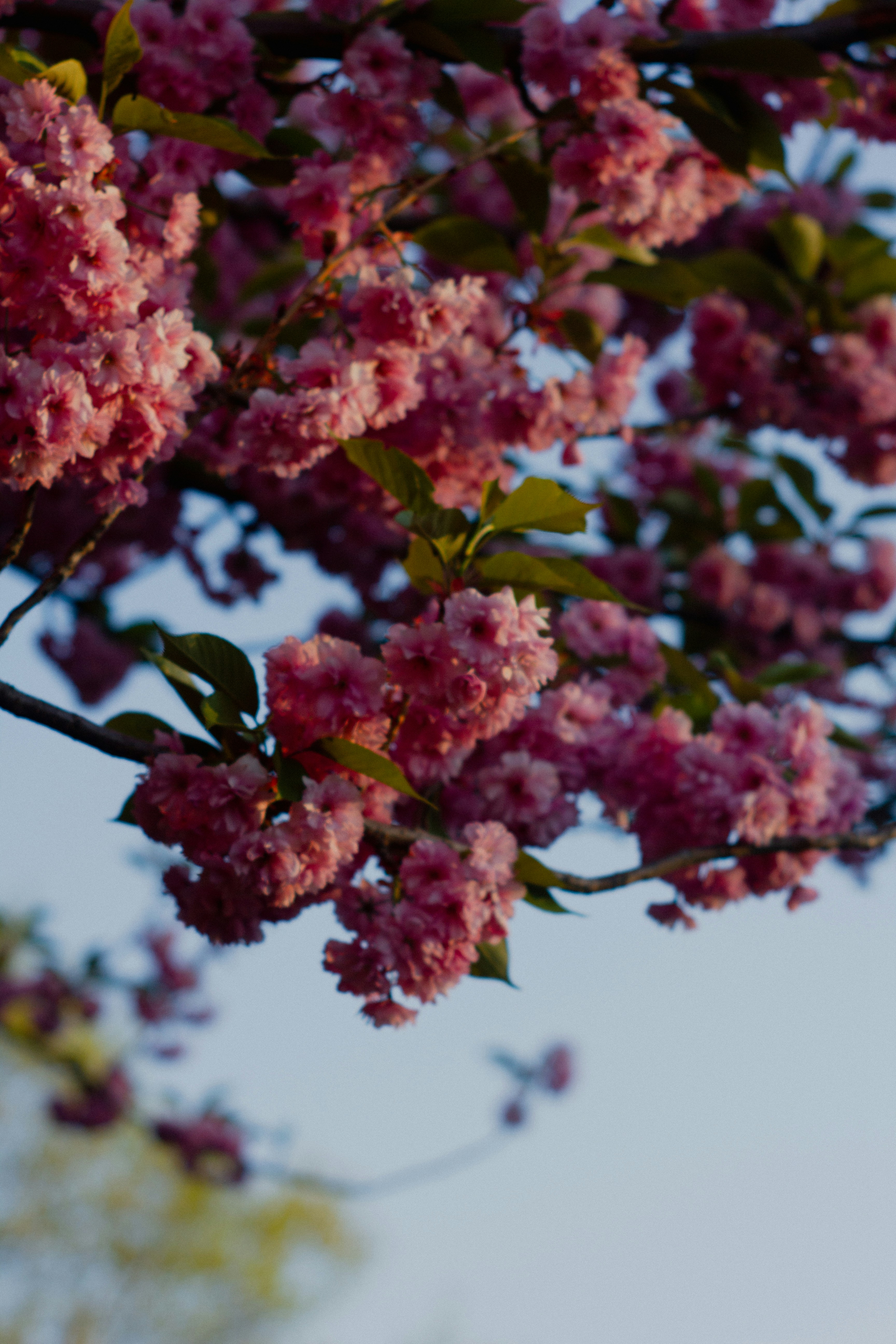 Rose Blossoms in Soft Focus: Spring Branch in Bloom