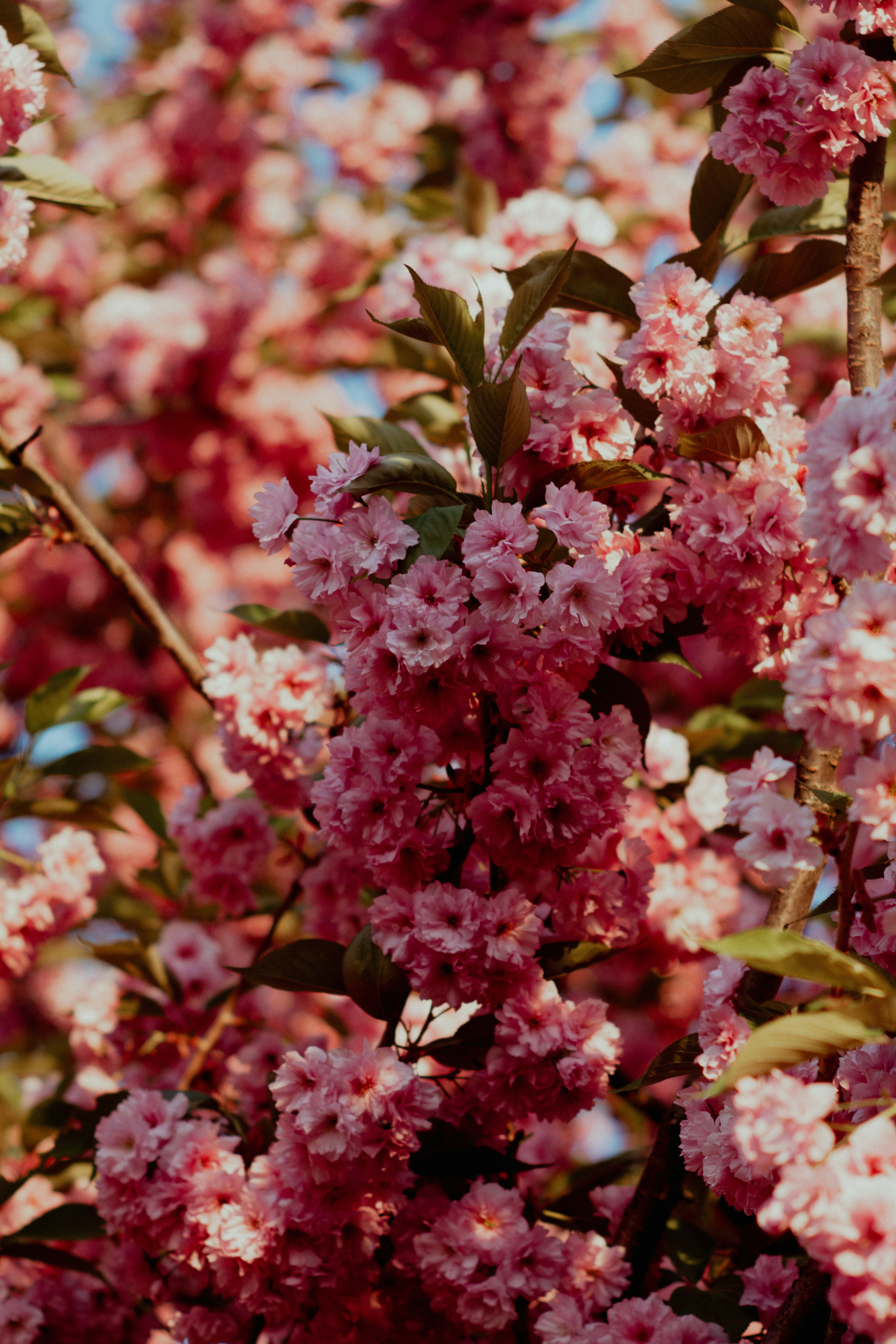  blush-pink blossoms cascade across sunlit branches