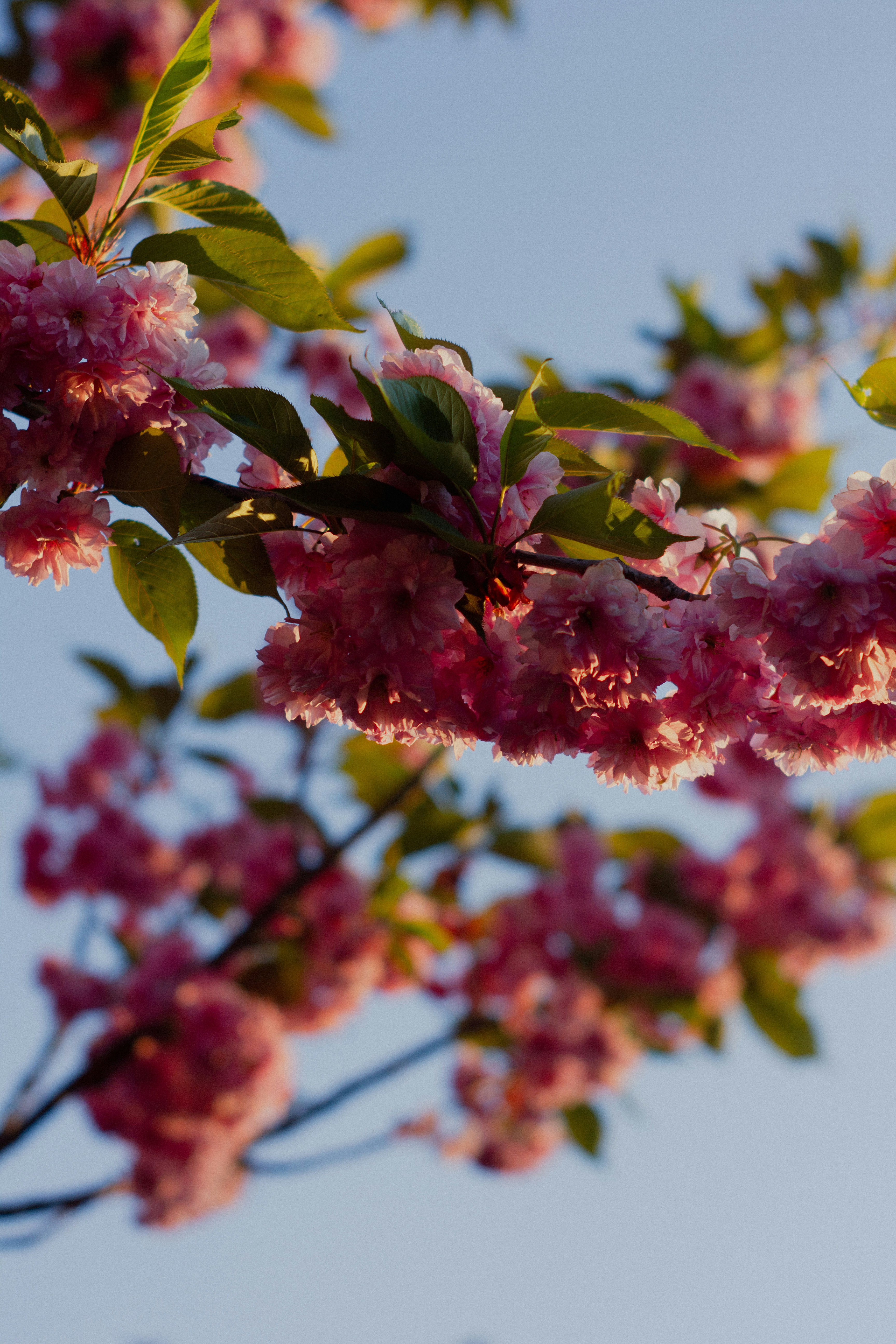 Blooming Edge: Pink Cherry Blossoms Against a Clear Spring Sky