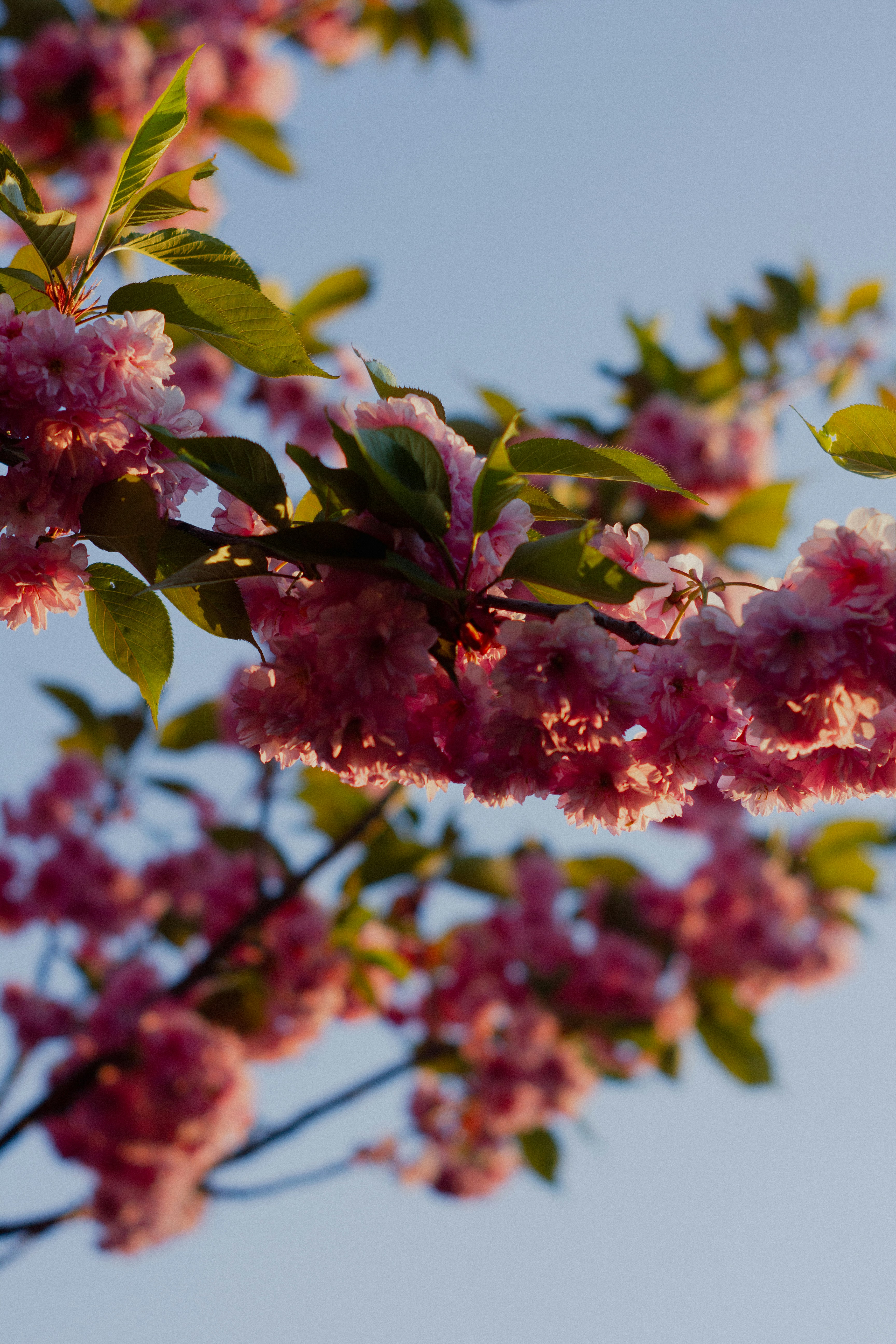 Blossoms in Focus: A Sunlit Moment on Pink Petals