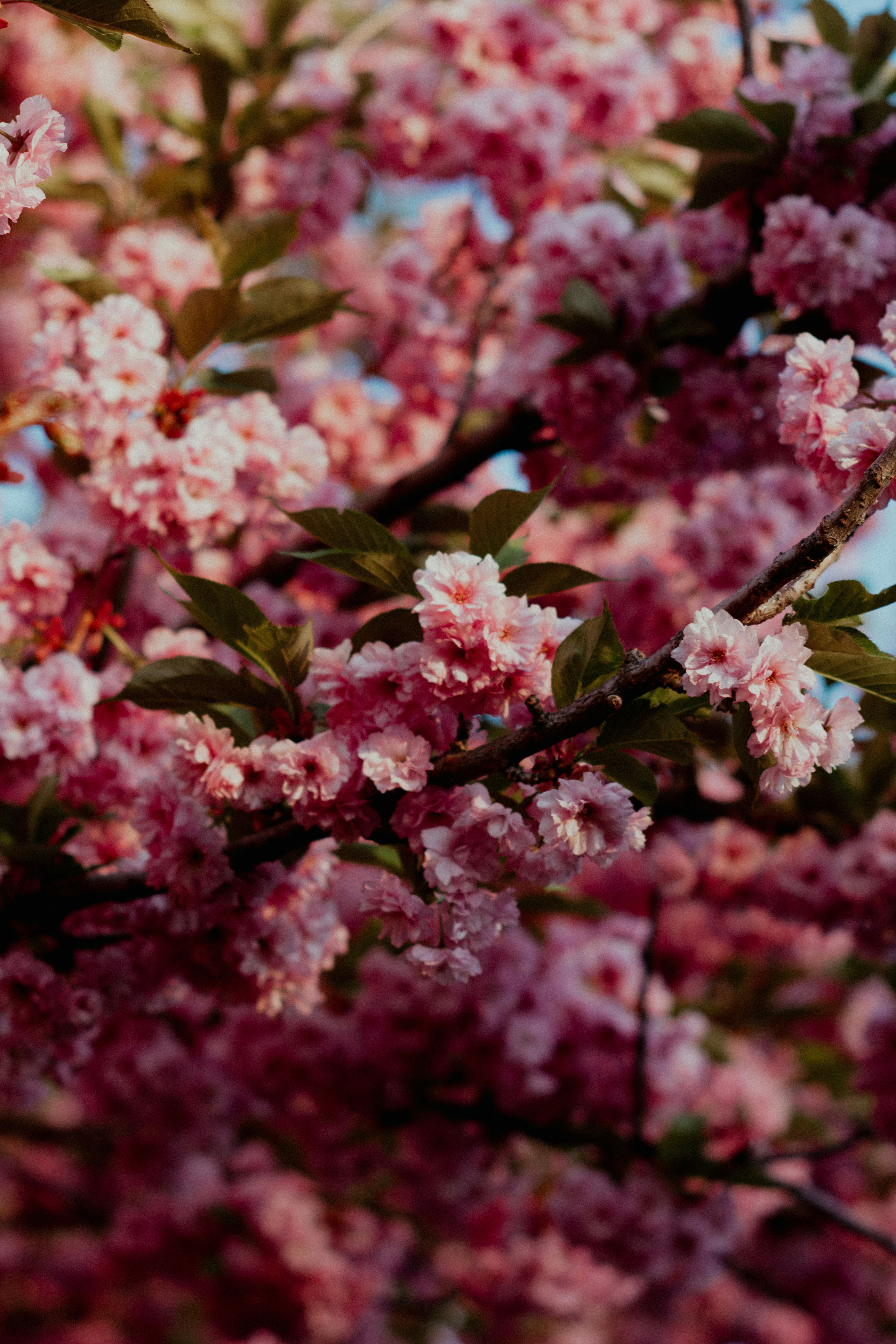 Blossom Cascade: A Close-Up of Pink Petals against Dark Branches
