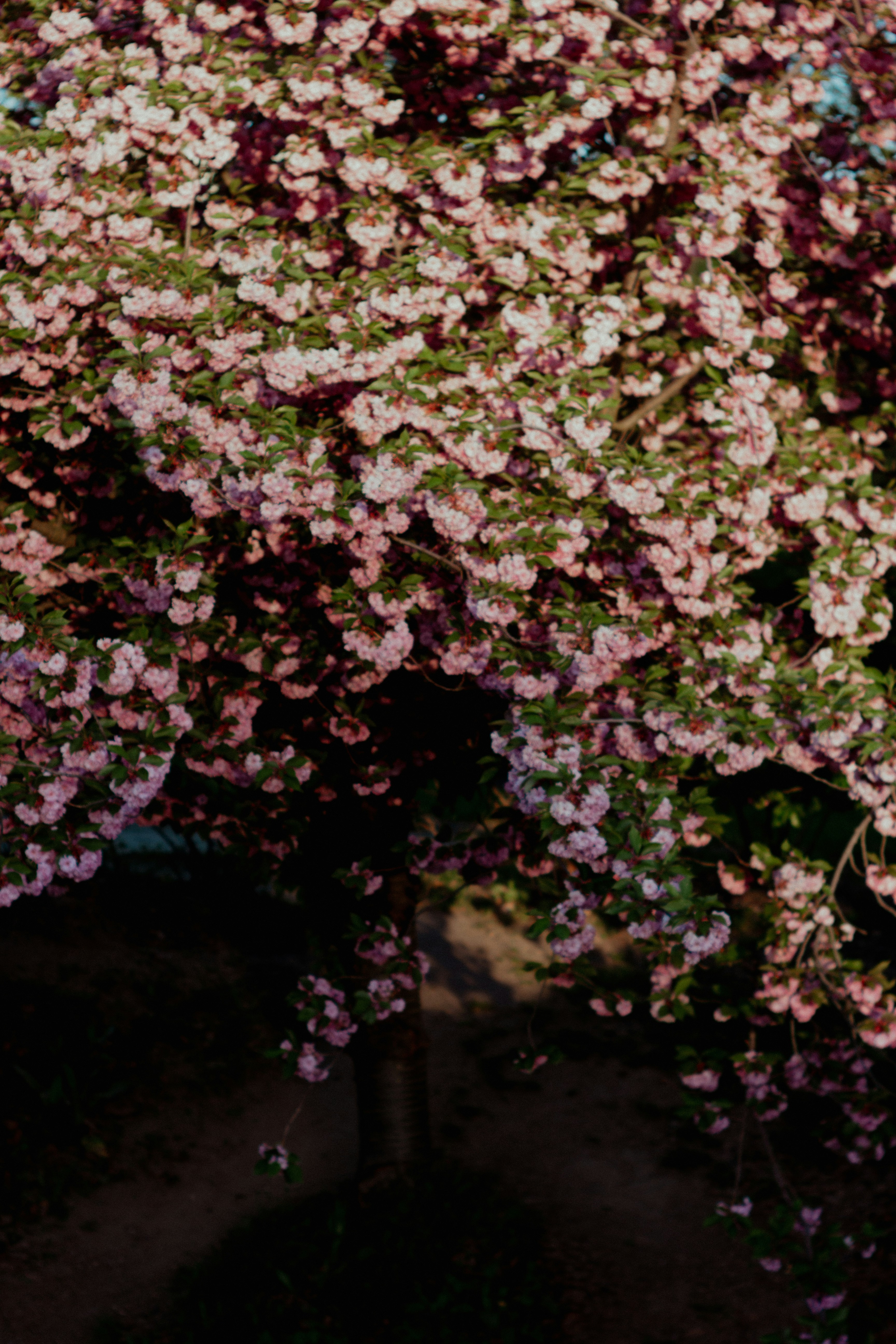 Blossomed Canopy: A Cascade of Pink Flowers against Shadowed Ground