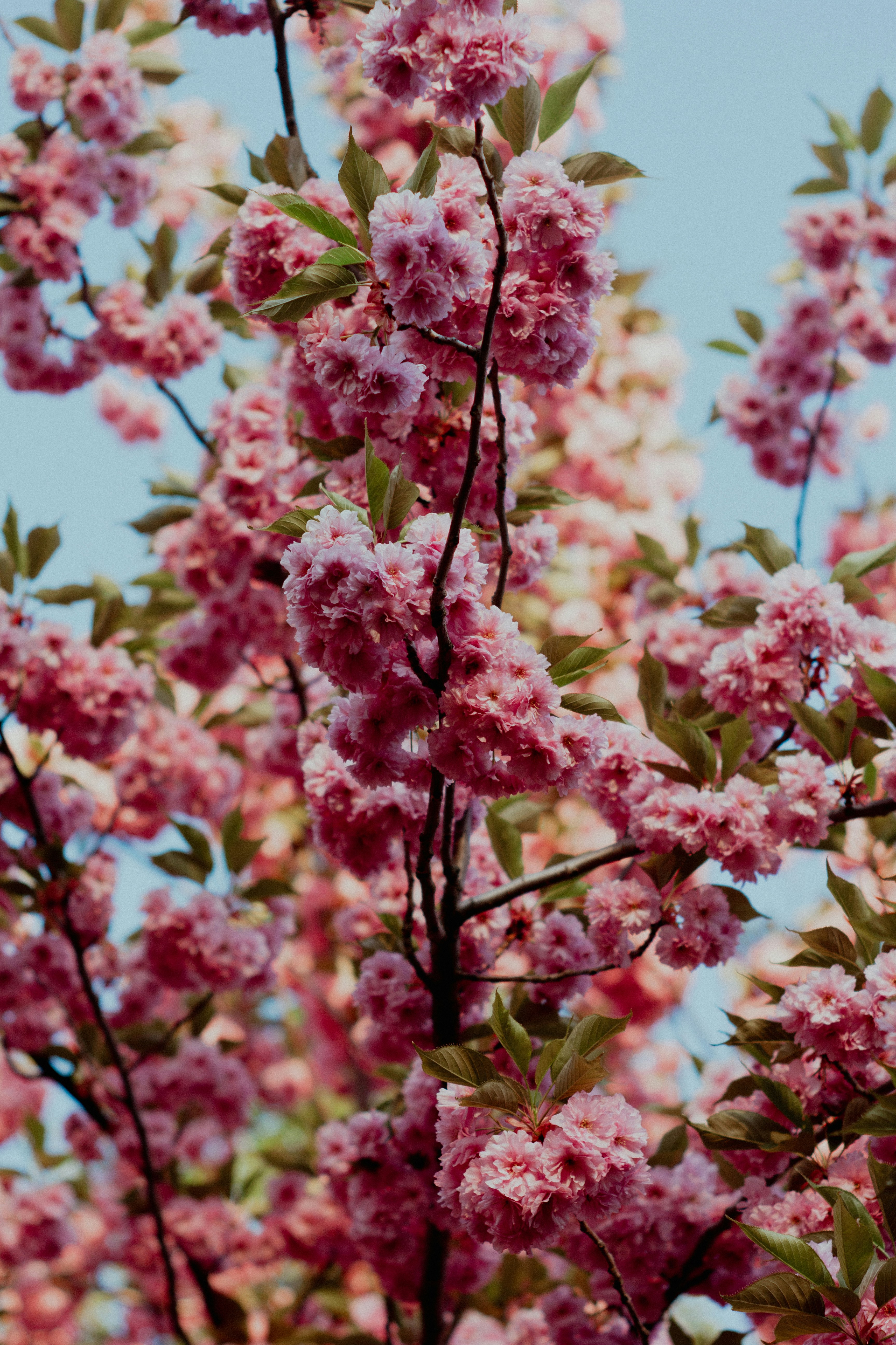 Blush Carnations on a Spring Crown