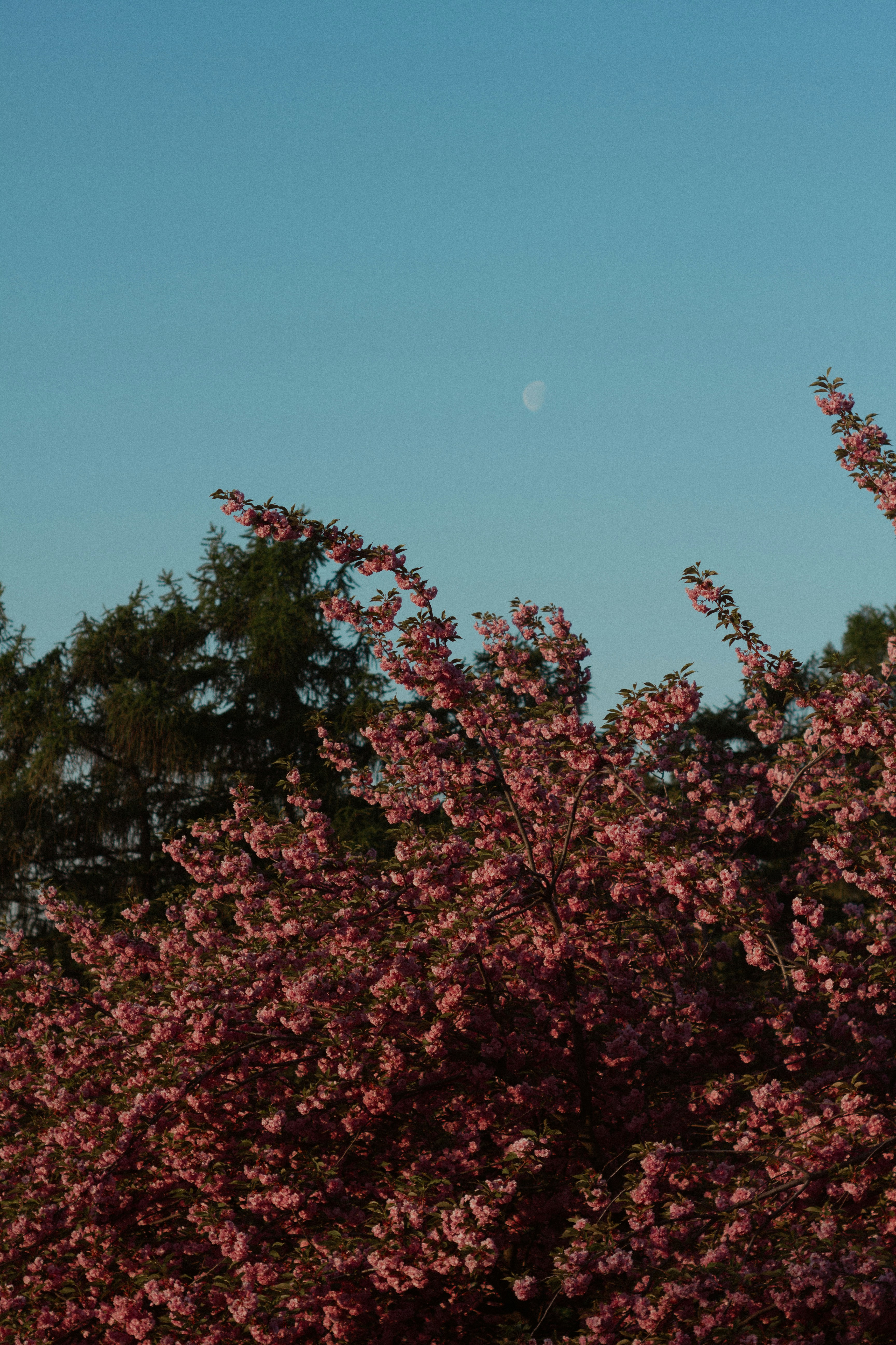 Blossoms Under a Cerulean Sky