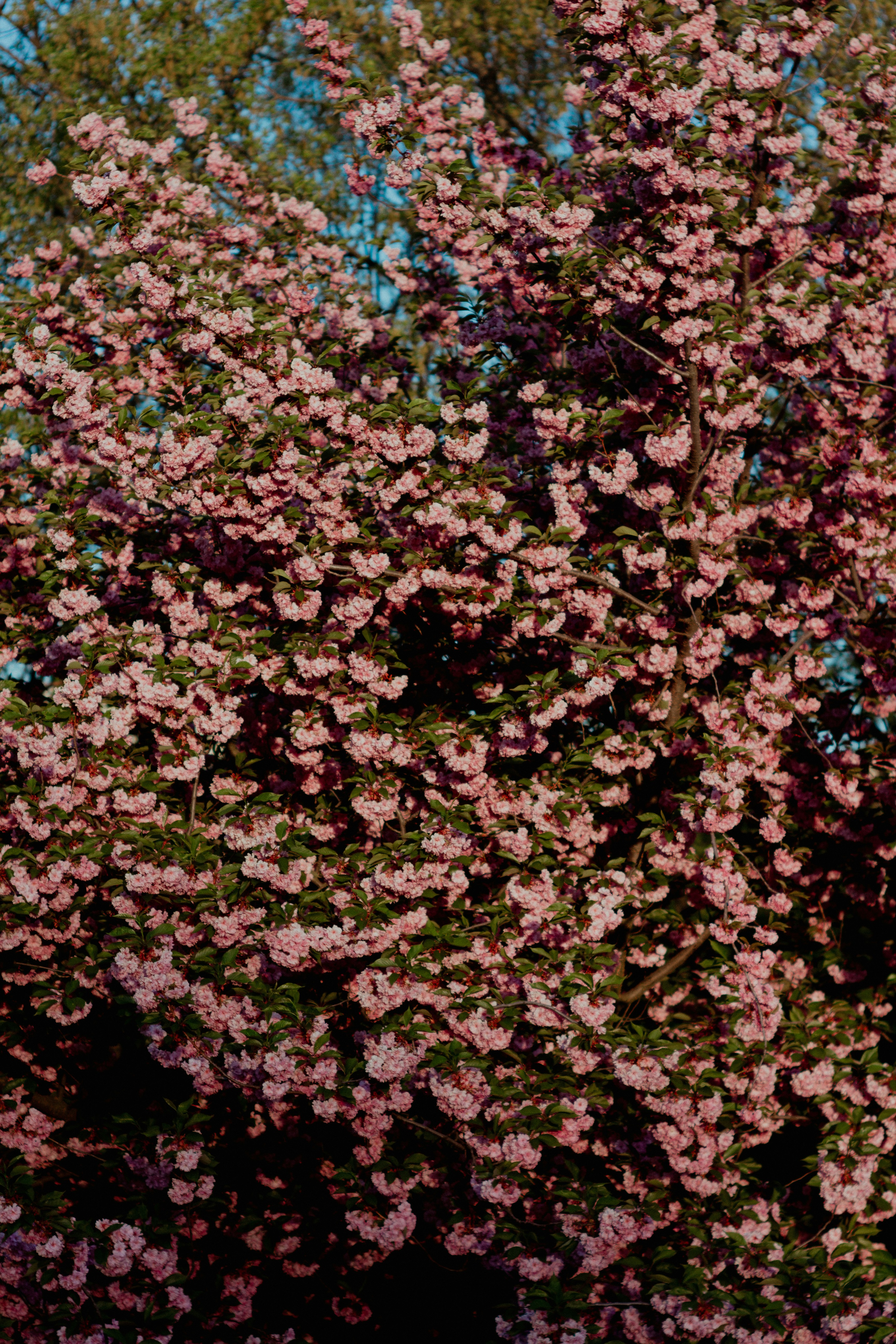 Blush Bloom Cascade