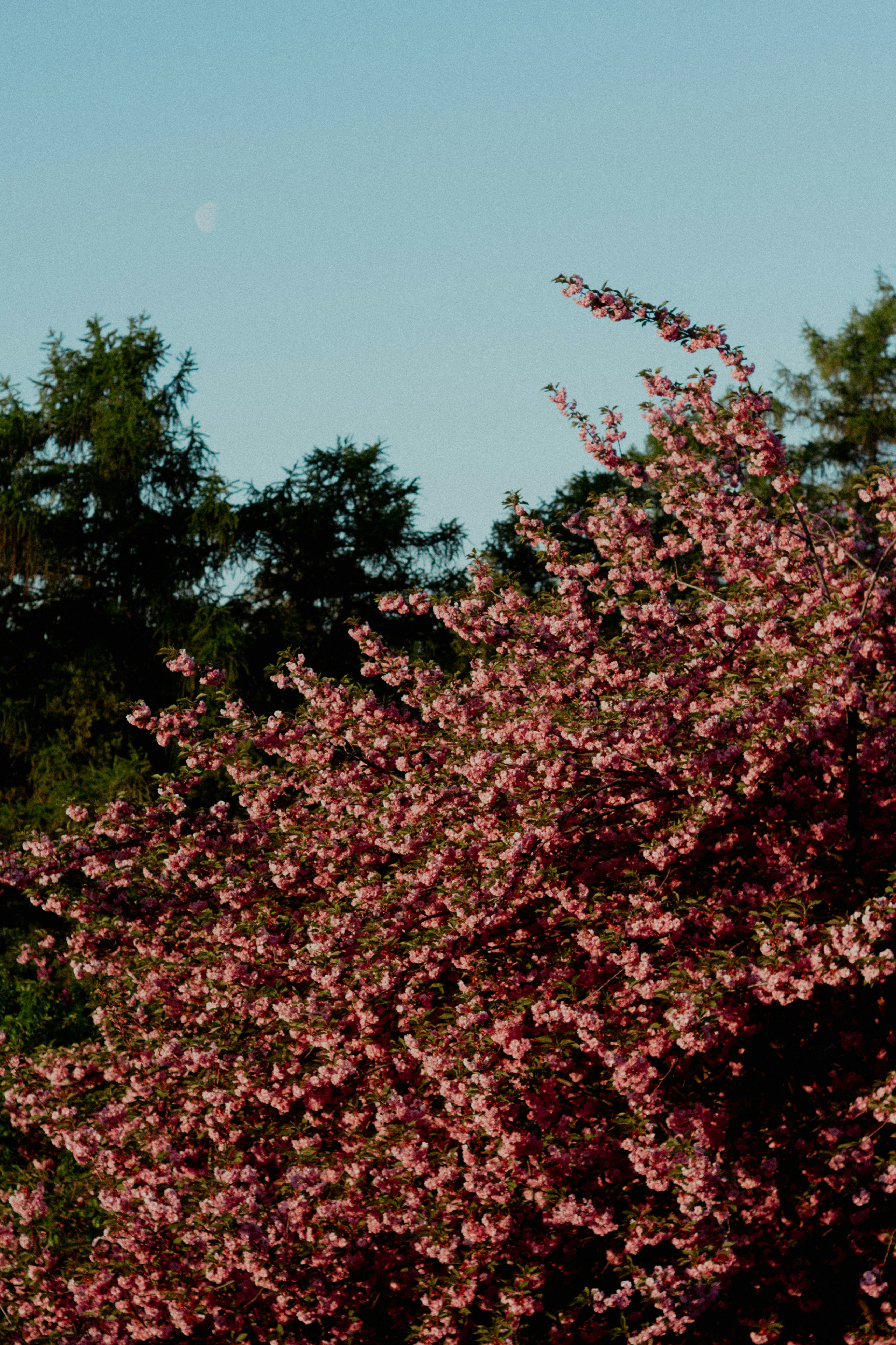 Blossoms Along the Blue: A Springline Under a Clear Sky