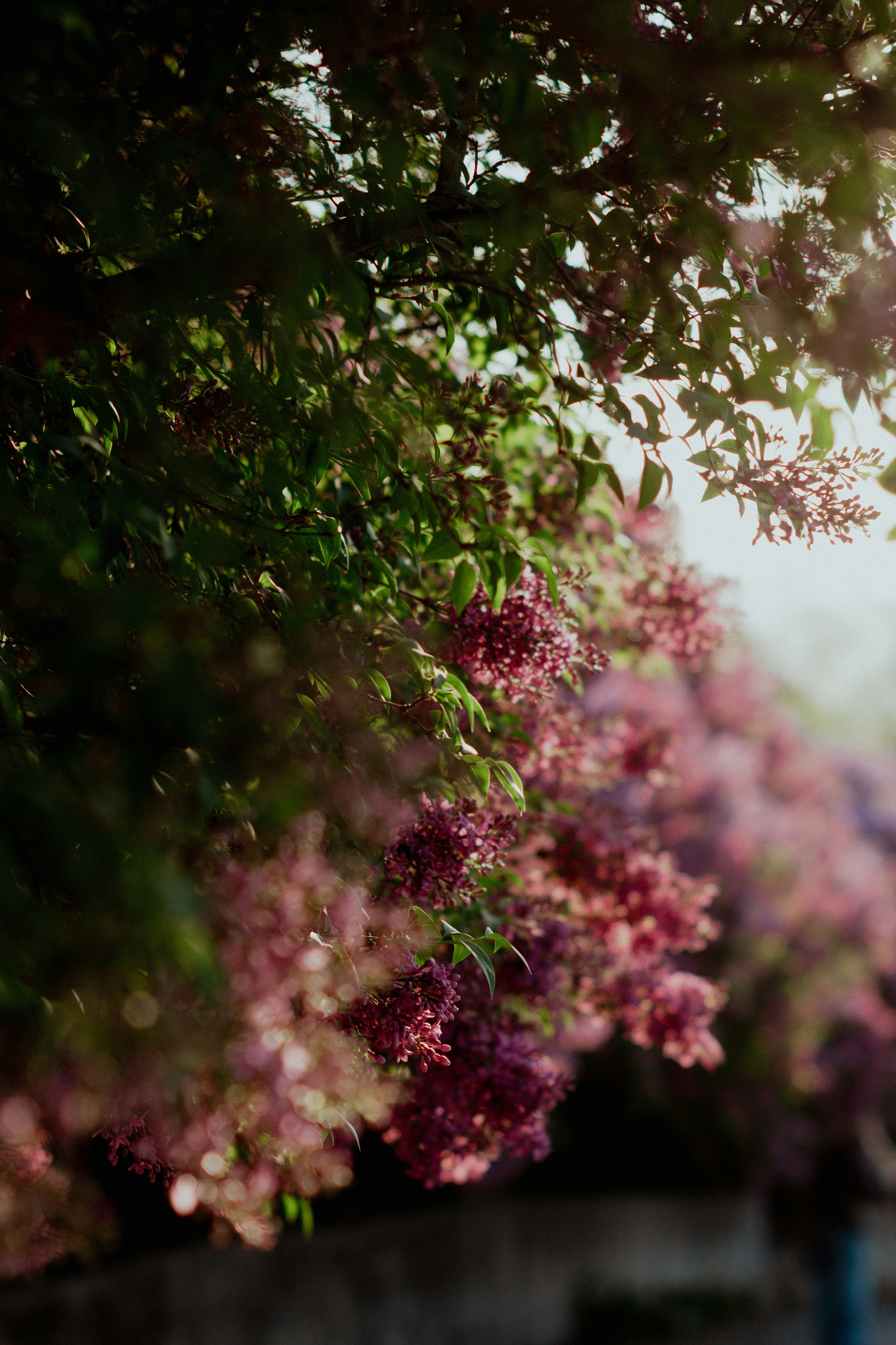 Crimson Hydrangea Cascade in dappled garden light