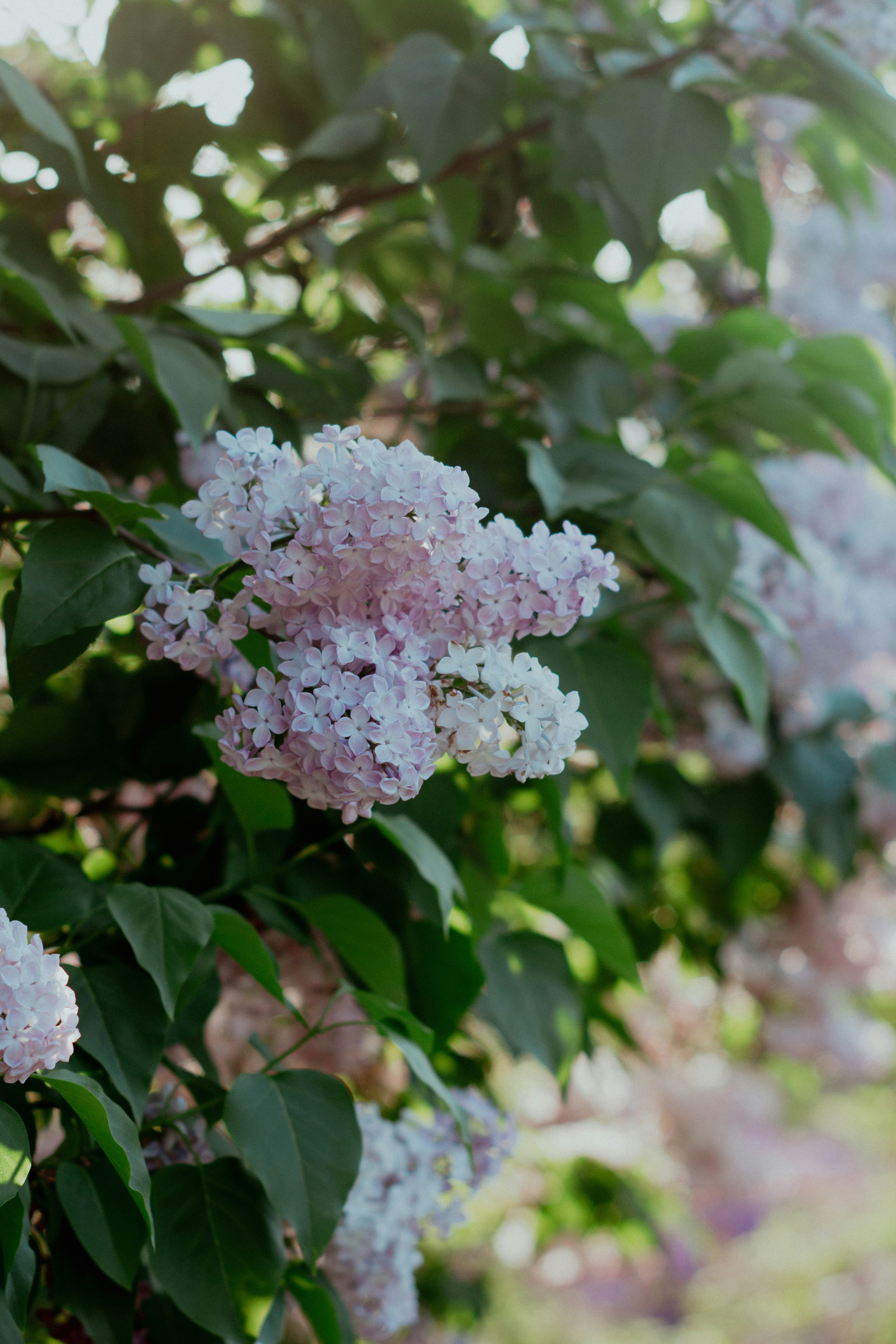 Soft Lilac Hydrangea Cluster in Sunlit Garden