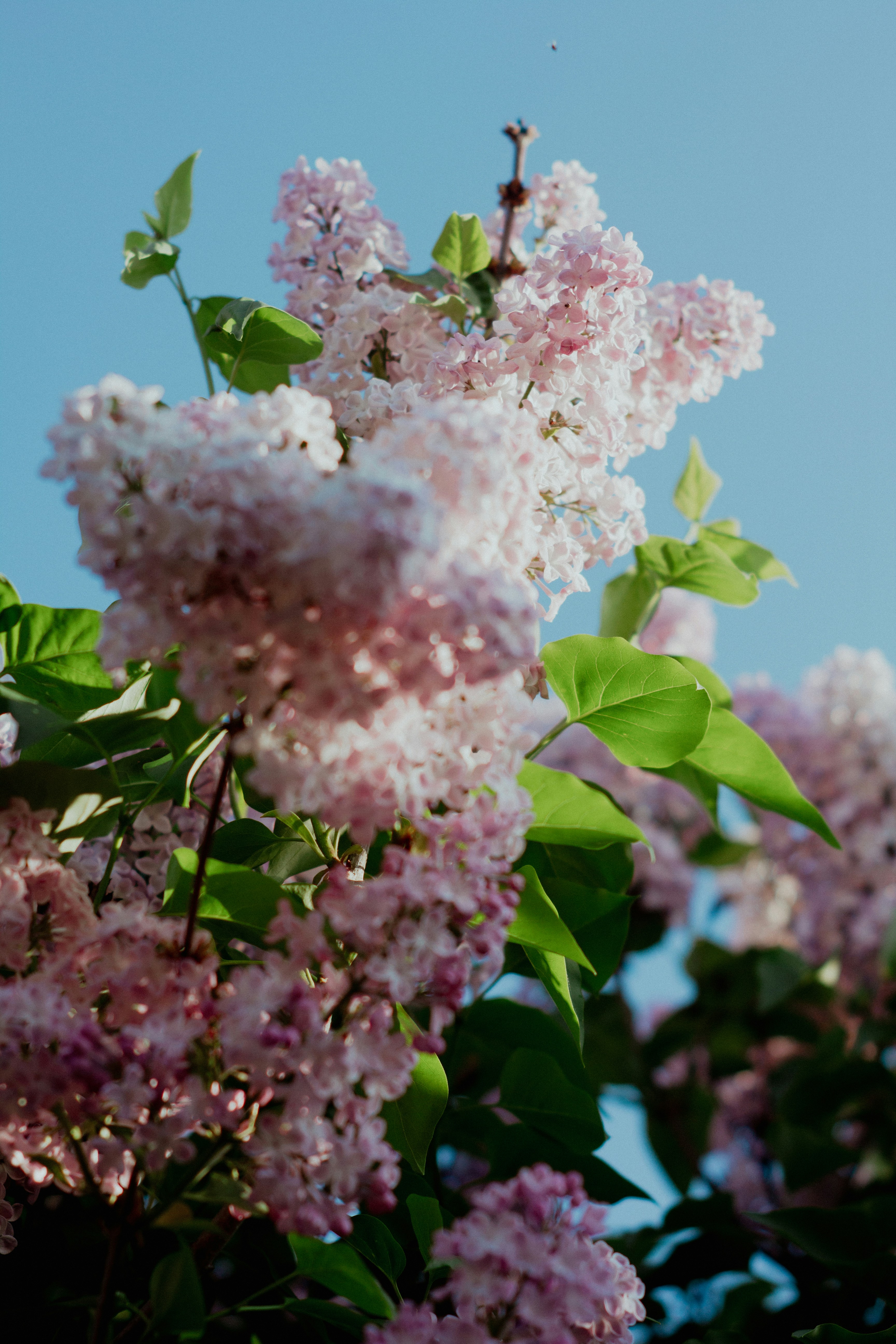 Blossoms in Blue: Pink Lilac Clusters Against a Spring Sky