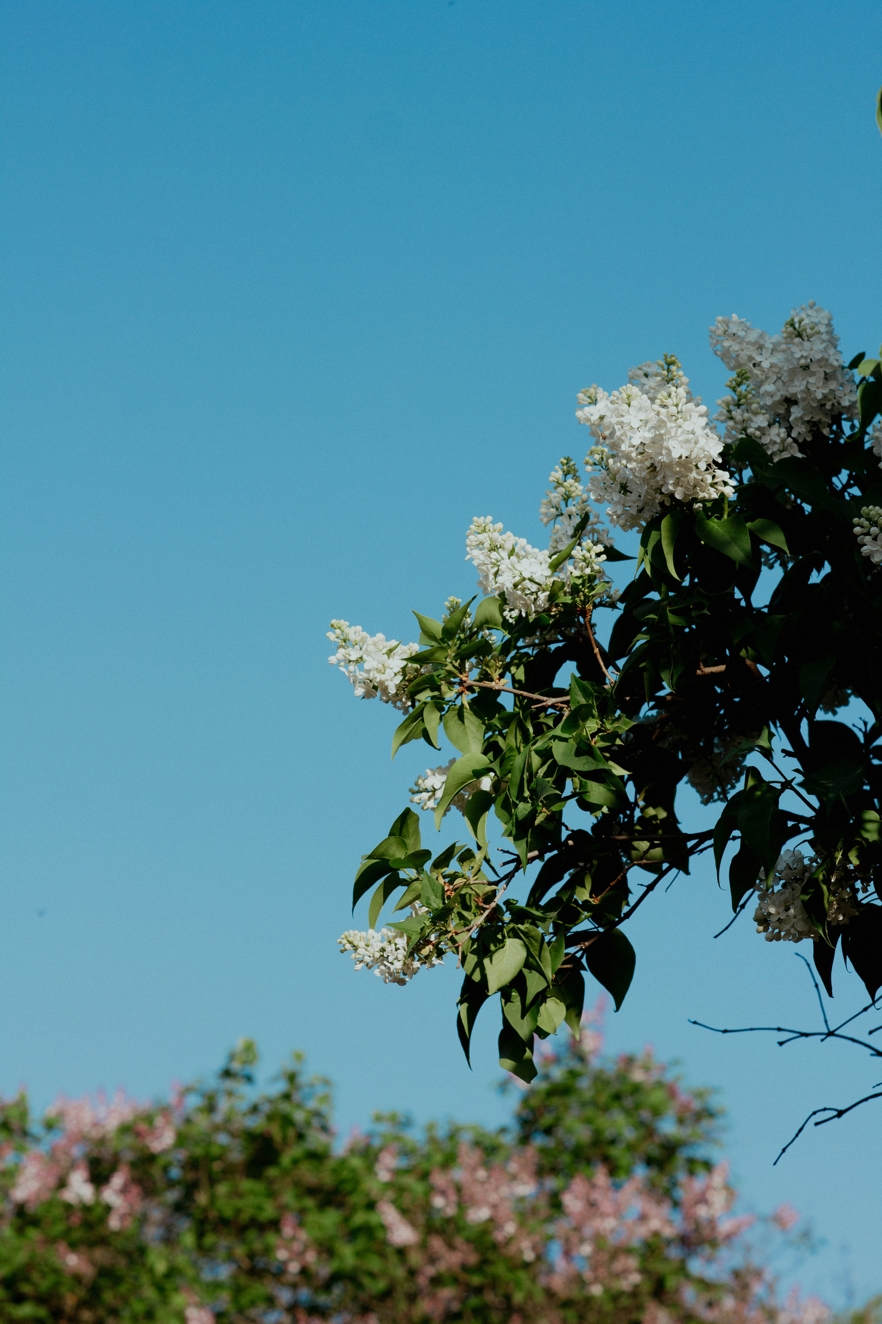 Clusters of white lilac flowers with green leaves against a clear blue sky