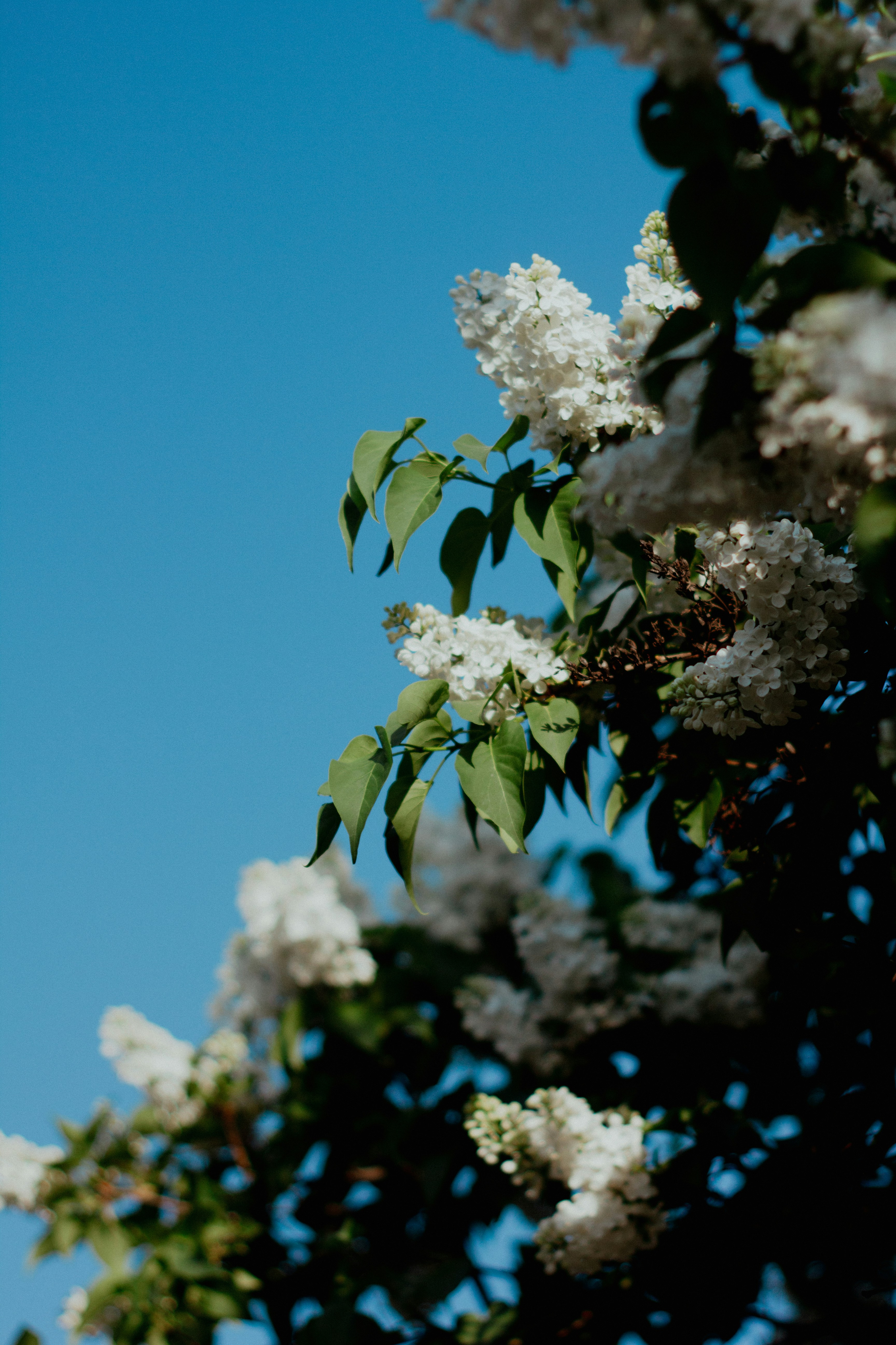 Clusters of white lilac flowers with green leaves against a clear blue sky