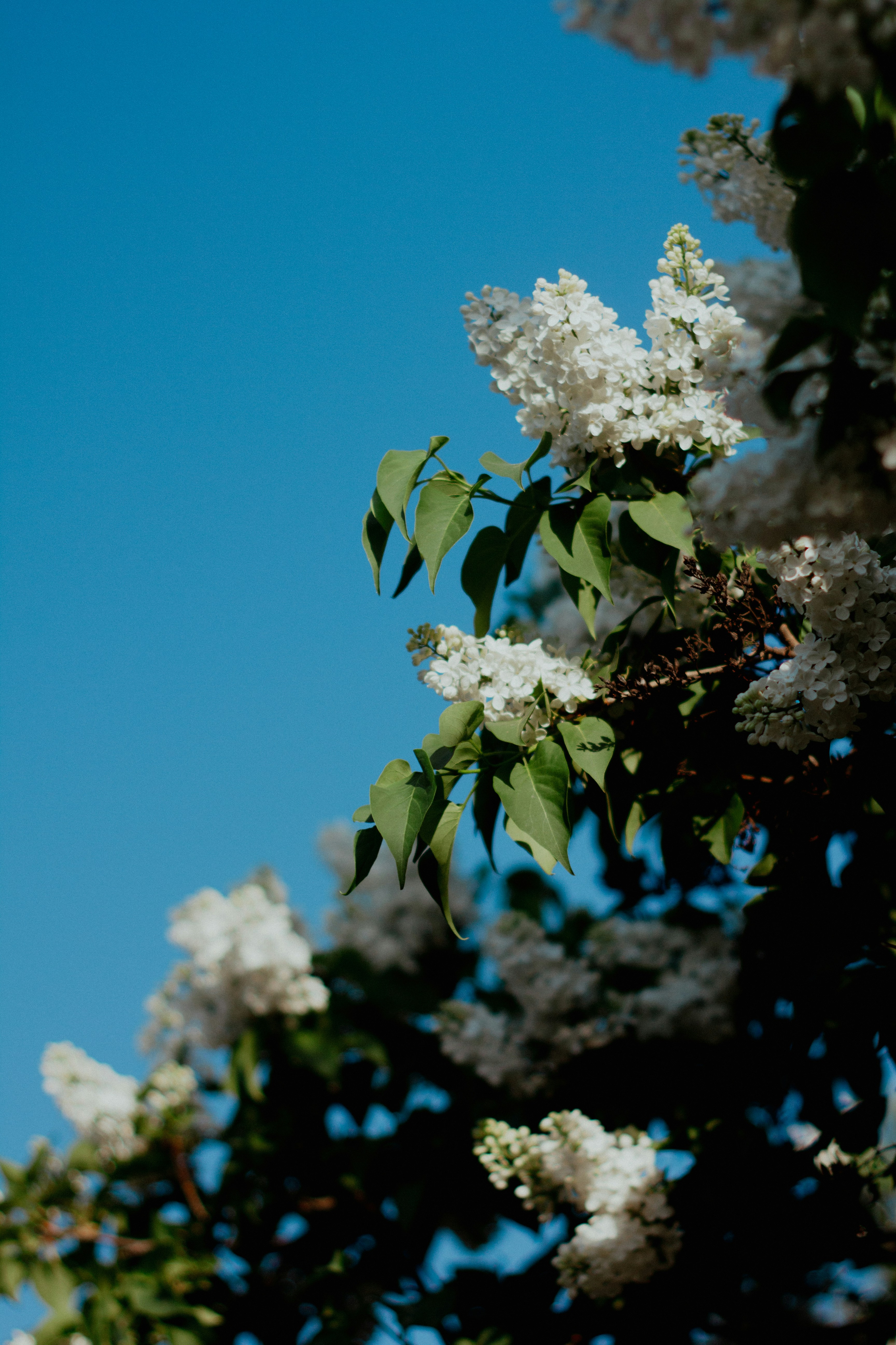 White lilac blossoms with green leaves against a clear blue sky