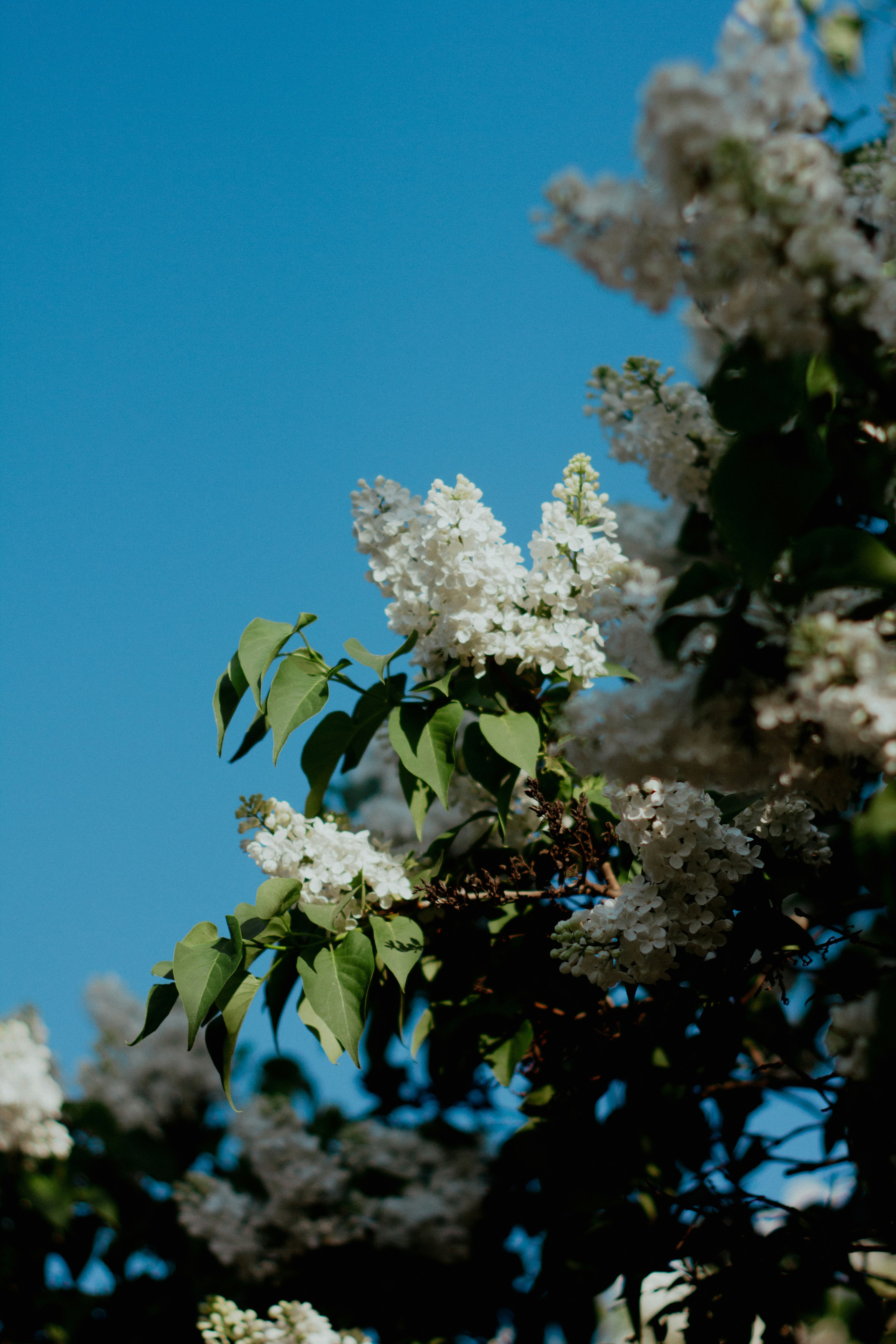 Clusters of white lilac flowers with green leaves against a clear blue sky