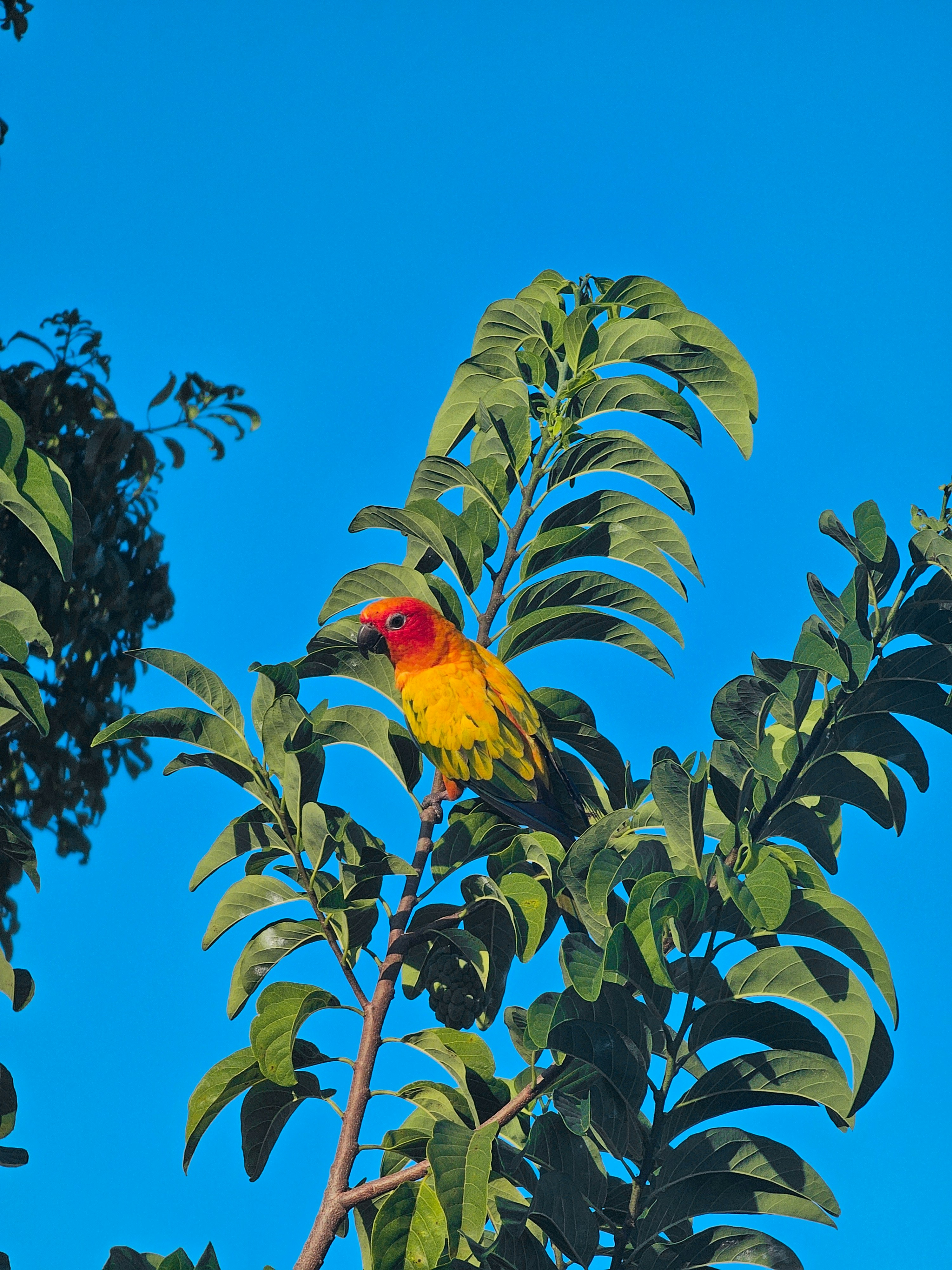 Chromatic Parrot Above Blue Silence