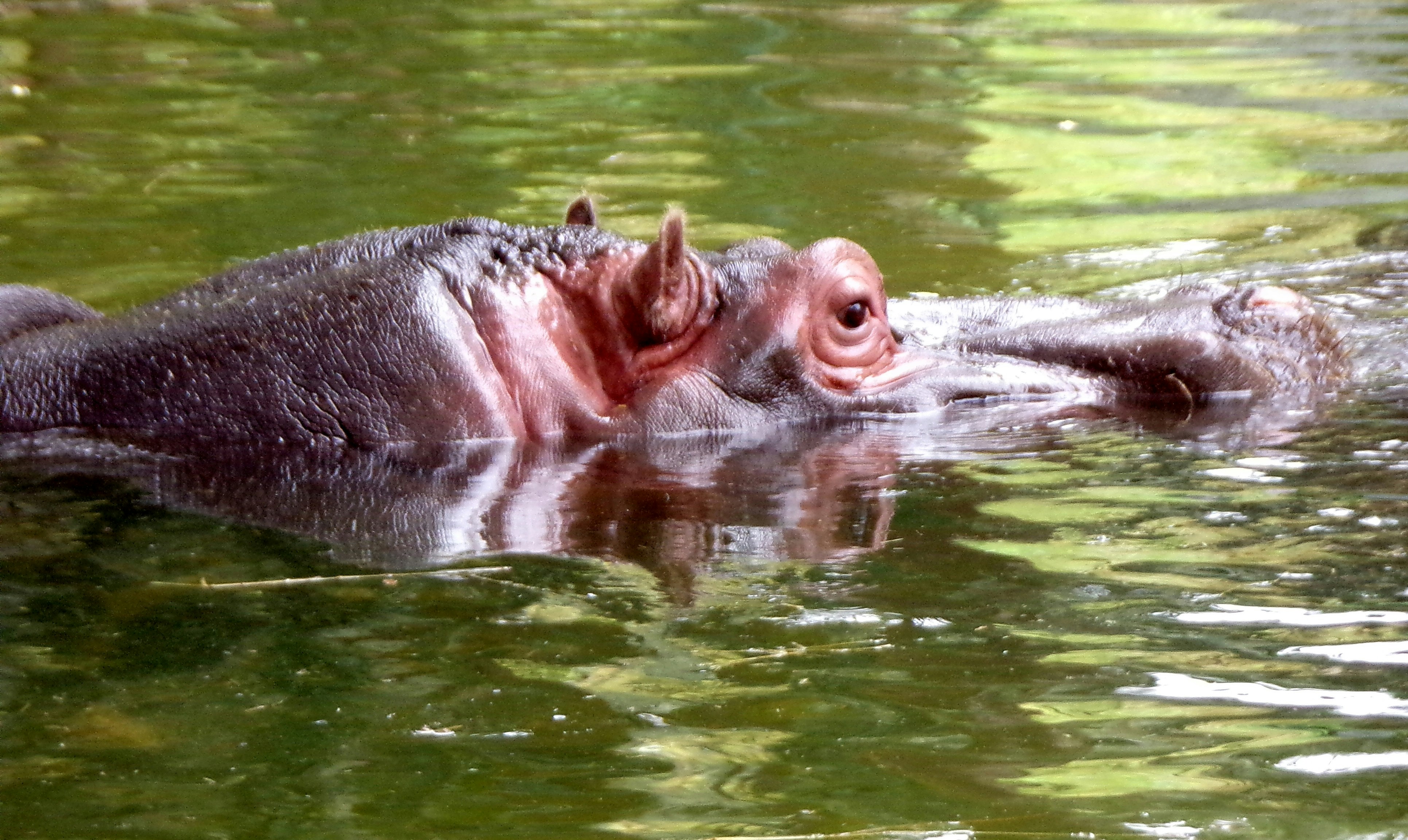 Hippo Molecule of Calm: A Lidded Immersion in Still Water
