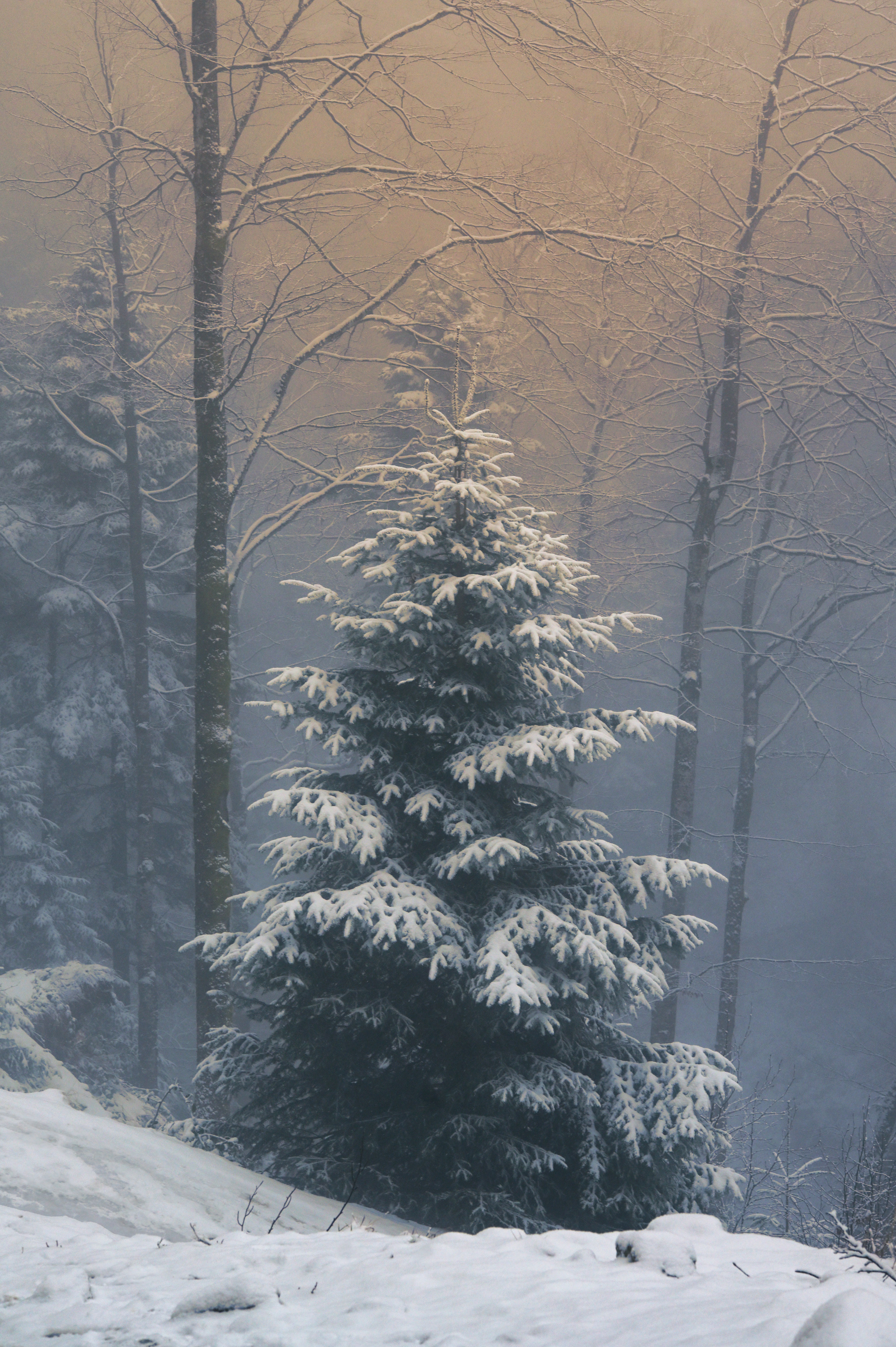 Snow-clad evergreen in a softly lit winter forest