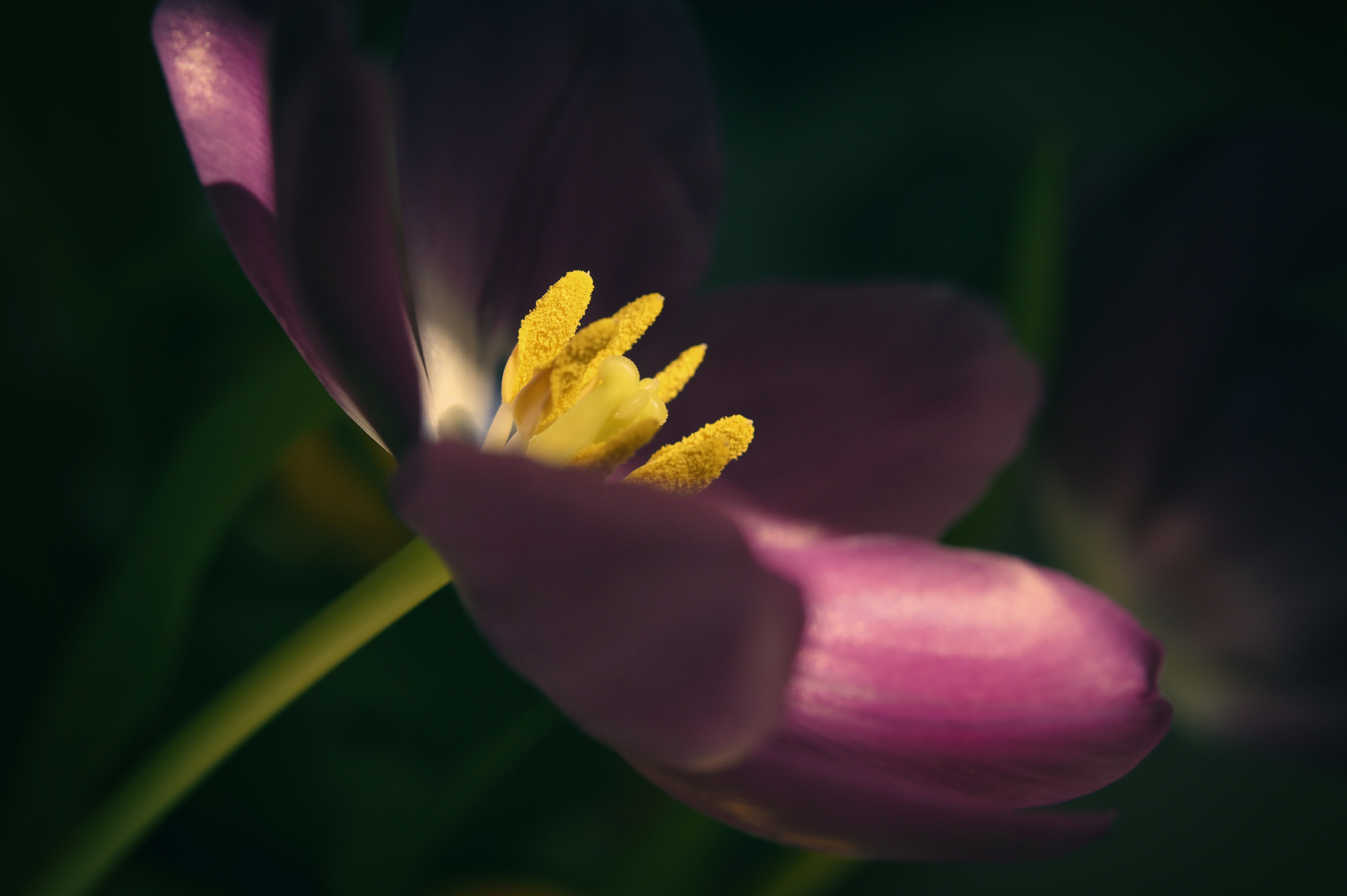 Midnight Pink: stamen glow within a close tulip