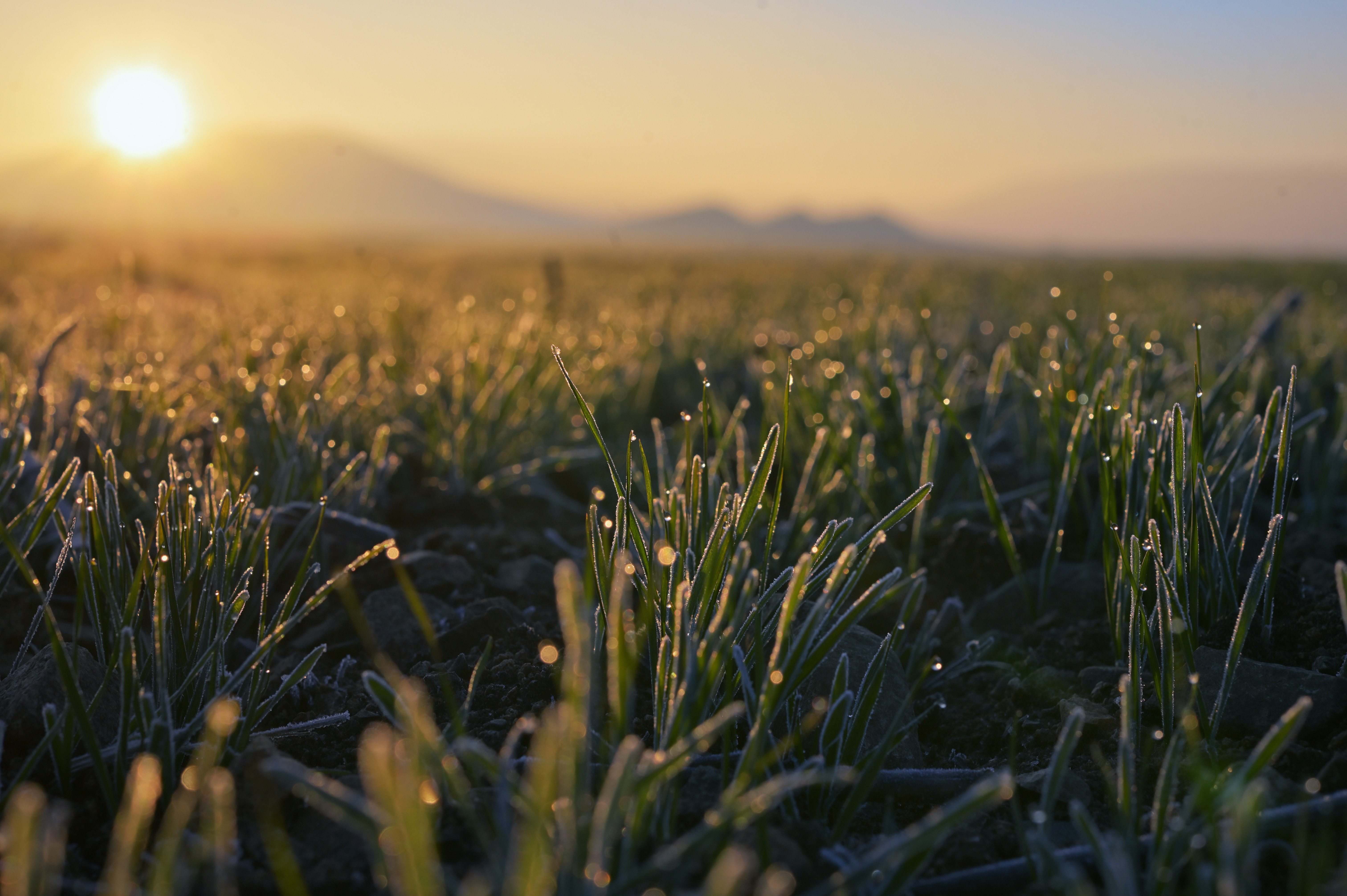 Dawn on Dew-kissed Field: Grass Blades Catch the Sun