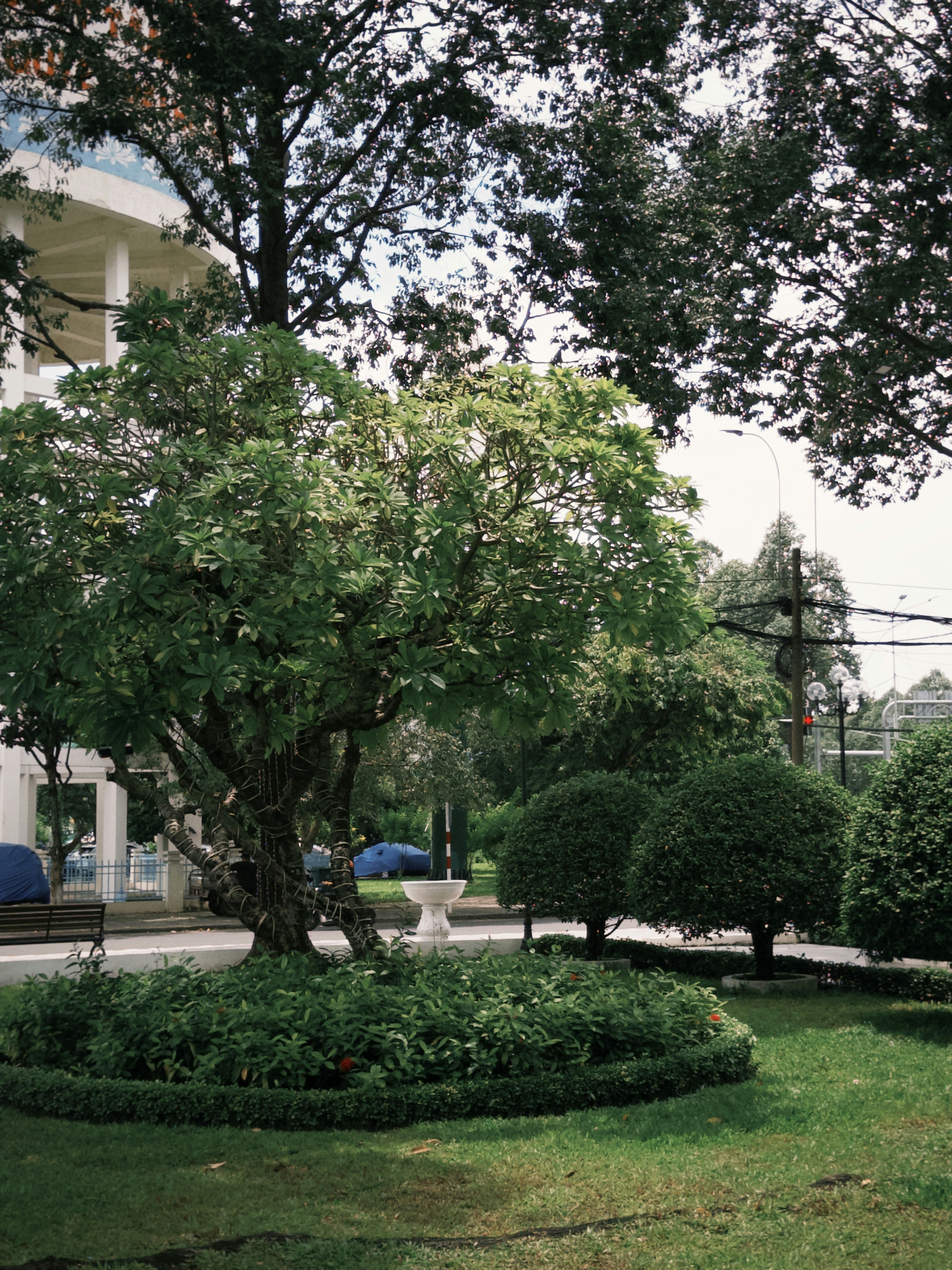 Sunlit Fountain Framed by Lush Canopy in a Quiet Campus Park