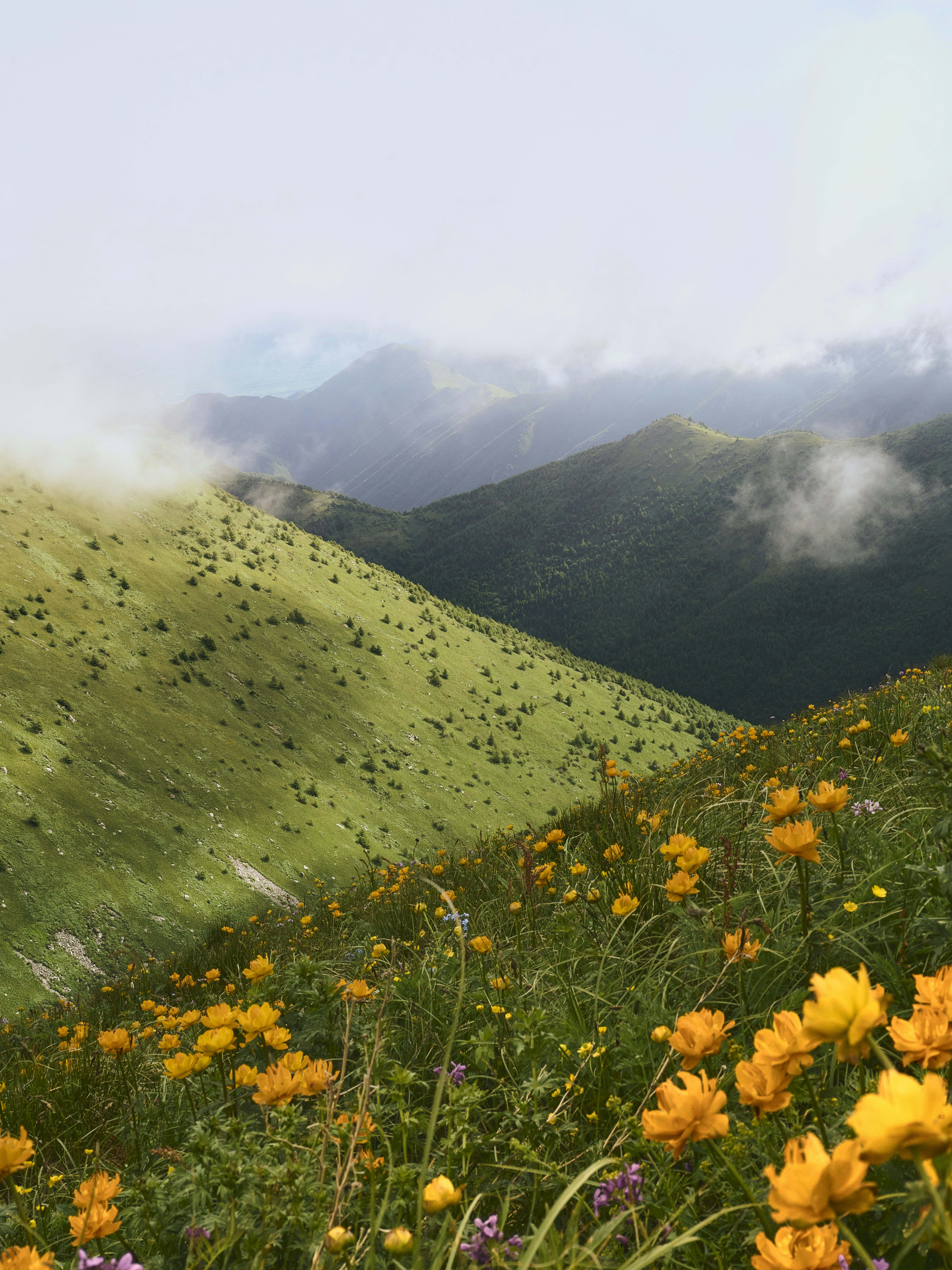 Golden Meadow Over the Misty Ridge