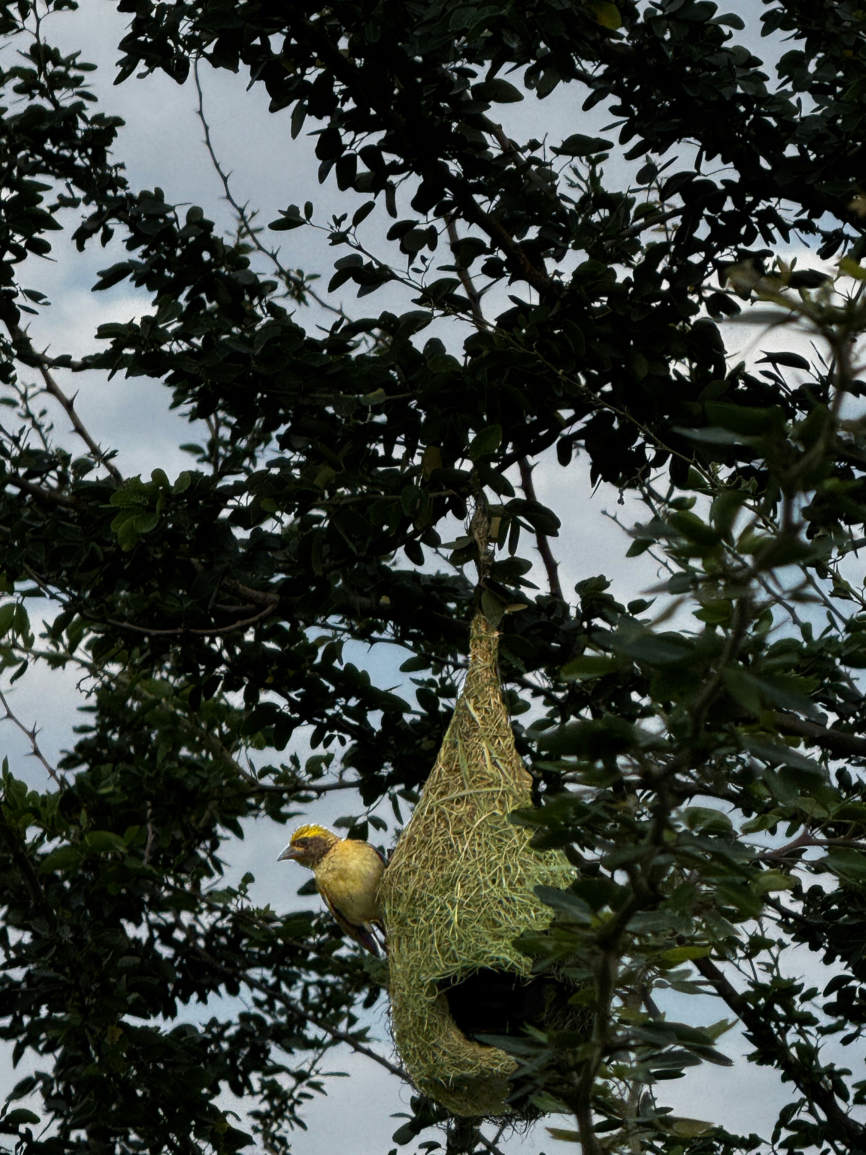 A yellow bird perches beside an intricately woven hanging nest among dense foliage. The scene emphasizes avian habitat with the nest as the focal element.