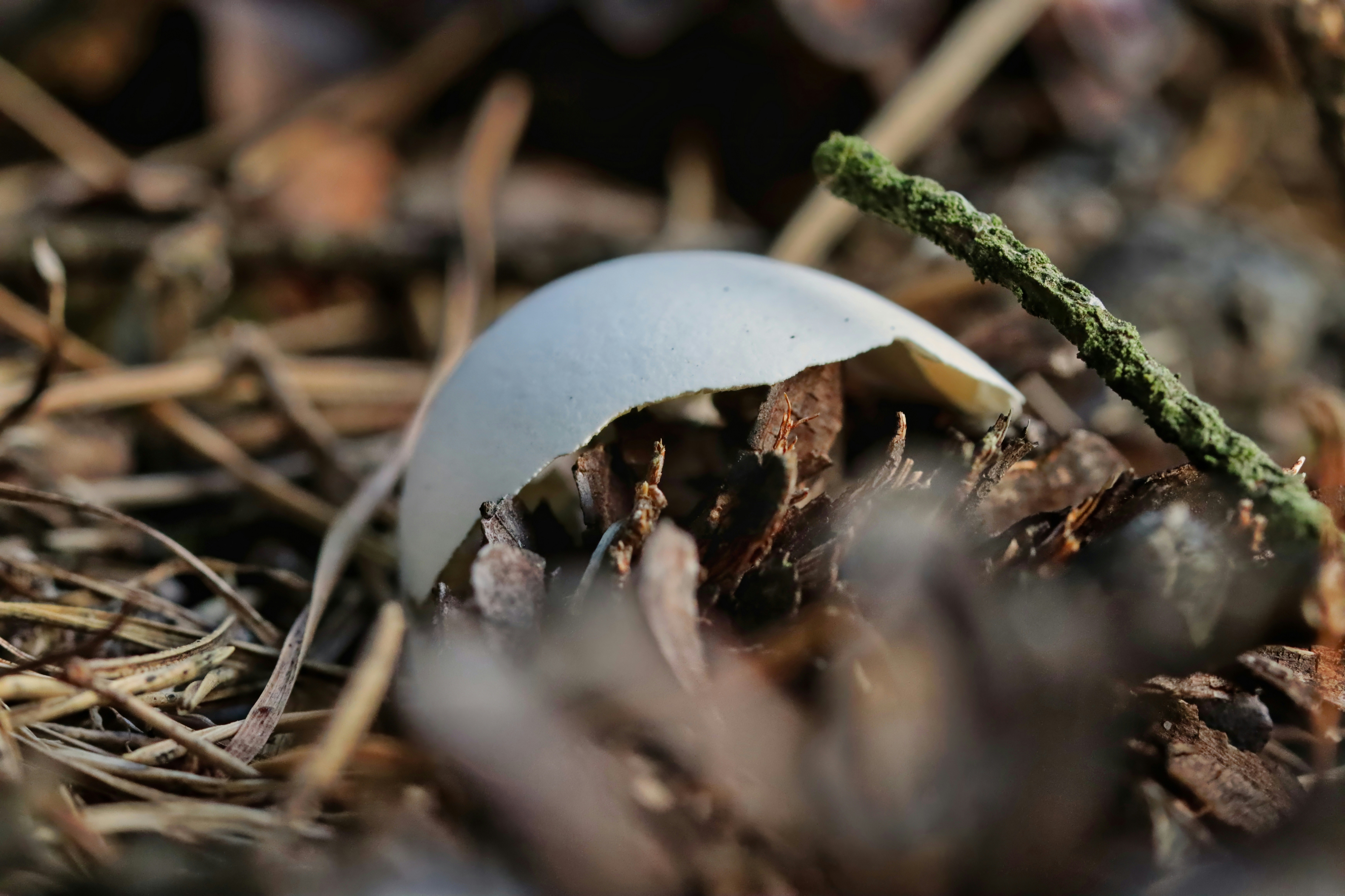 A broken eggshell rests among pine needles and debris, hinting at a tiny, quiet moment in the forest floor landscape.