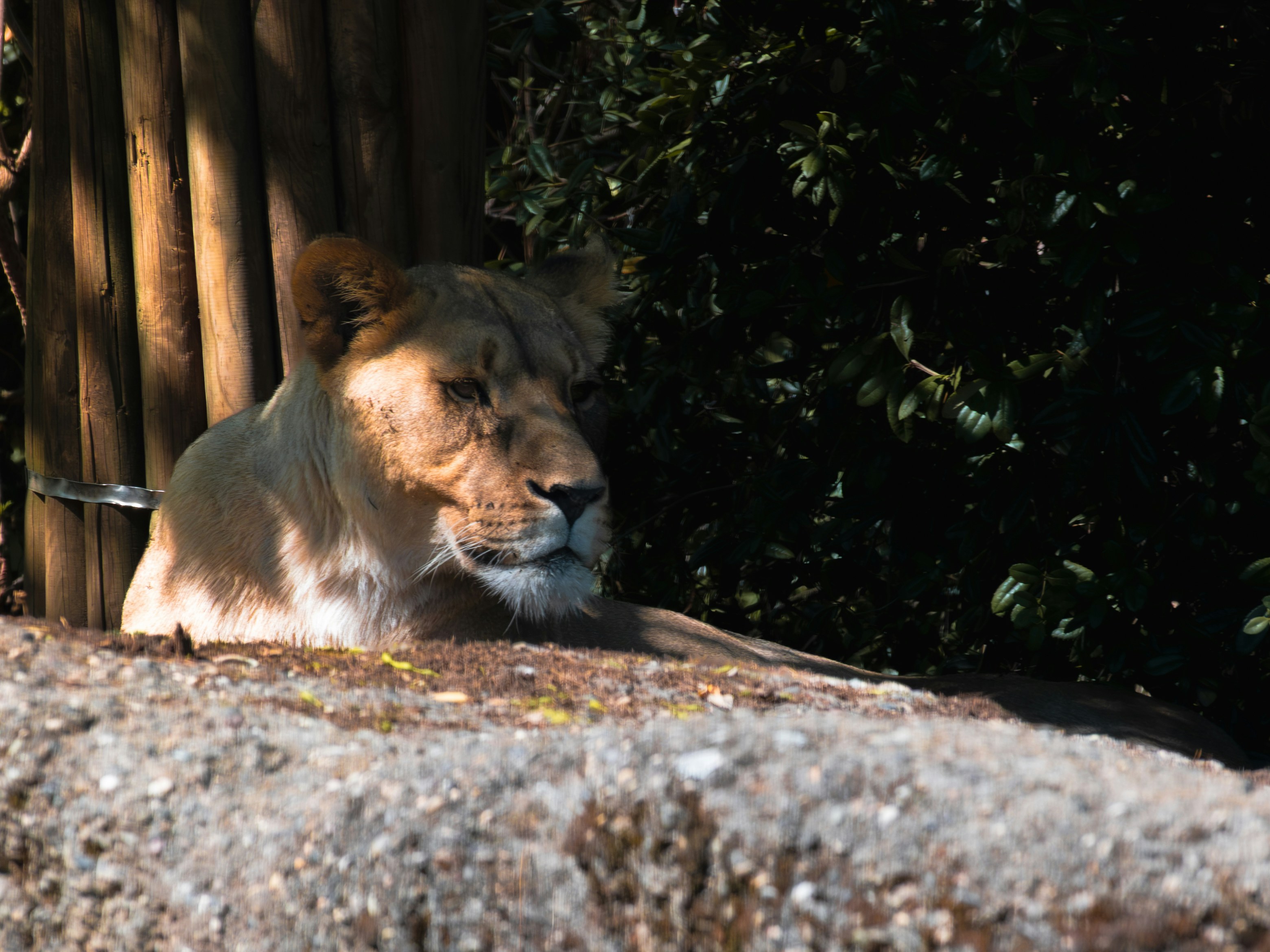 Sunlit Sentinel: A Lioness Resting in Quiet Shade