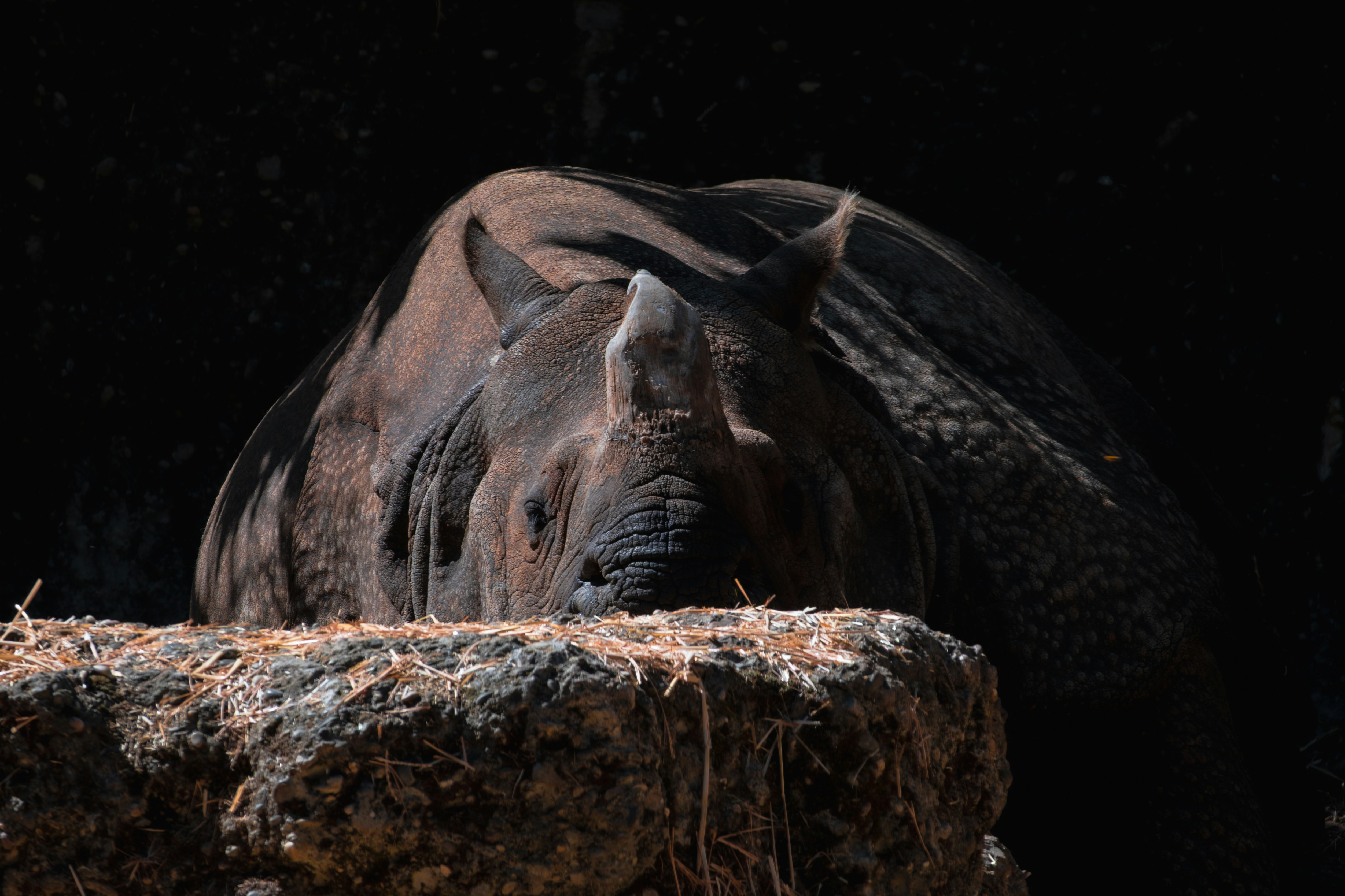 Dark Secret of the Rhino at Dusk