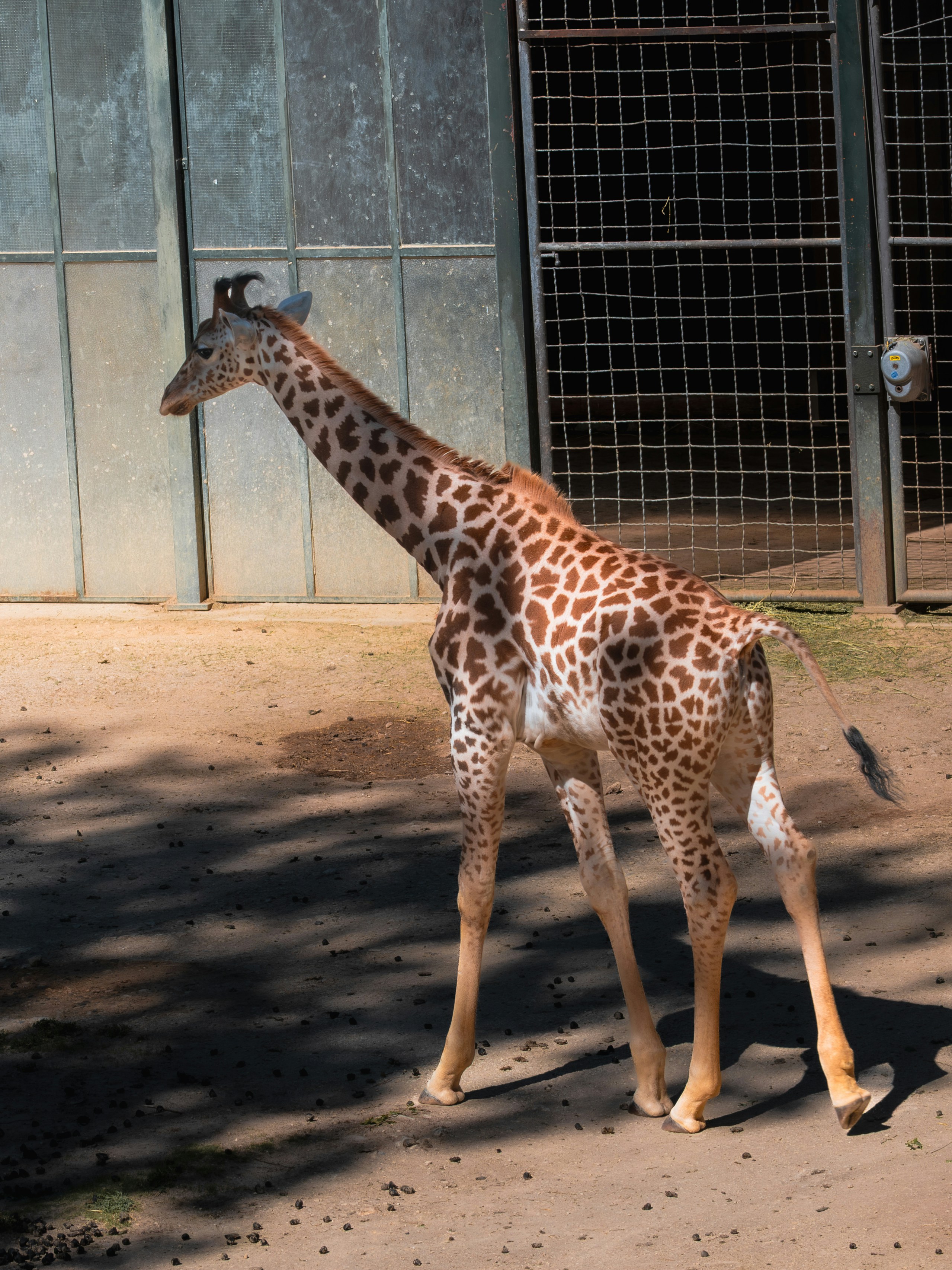 Giraffe at the Gate: Sunlit Steps to a Quiet Enclosure
