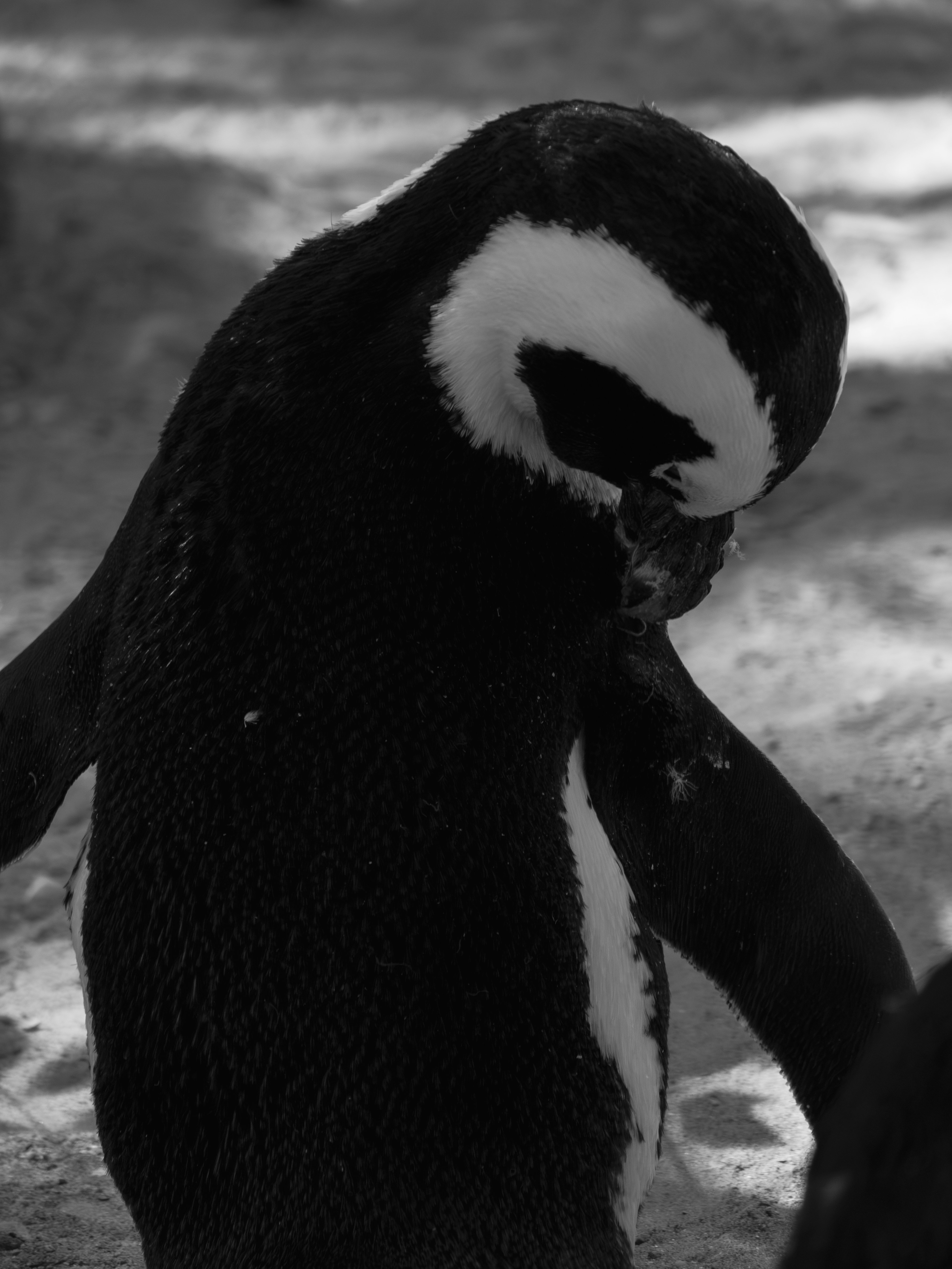 Gentle Preen: A Penguin in Quiet Shoreline Light