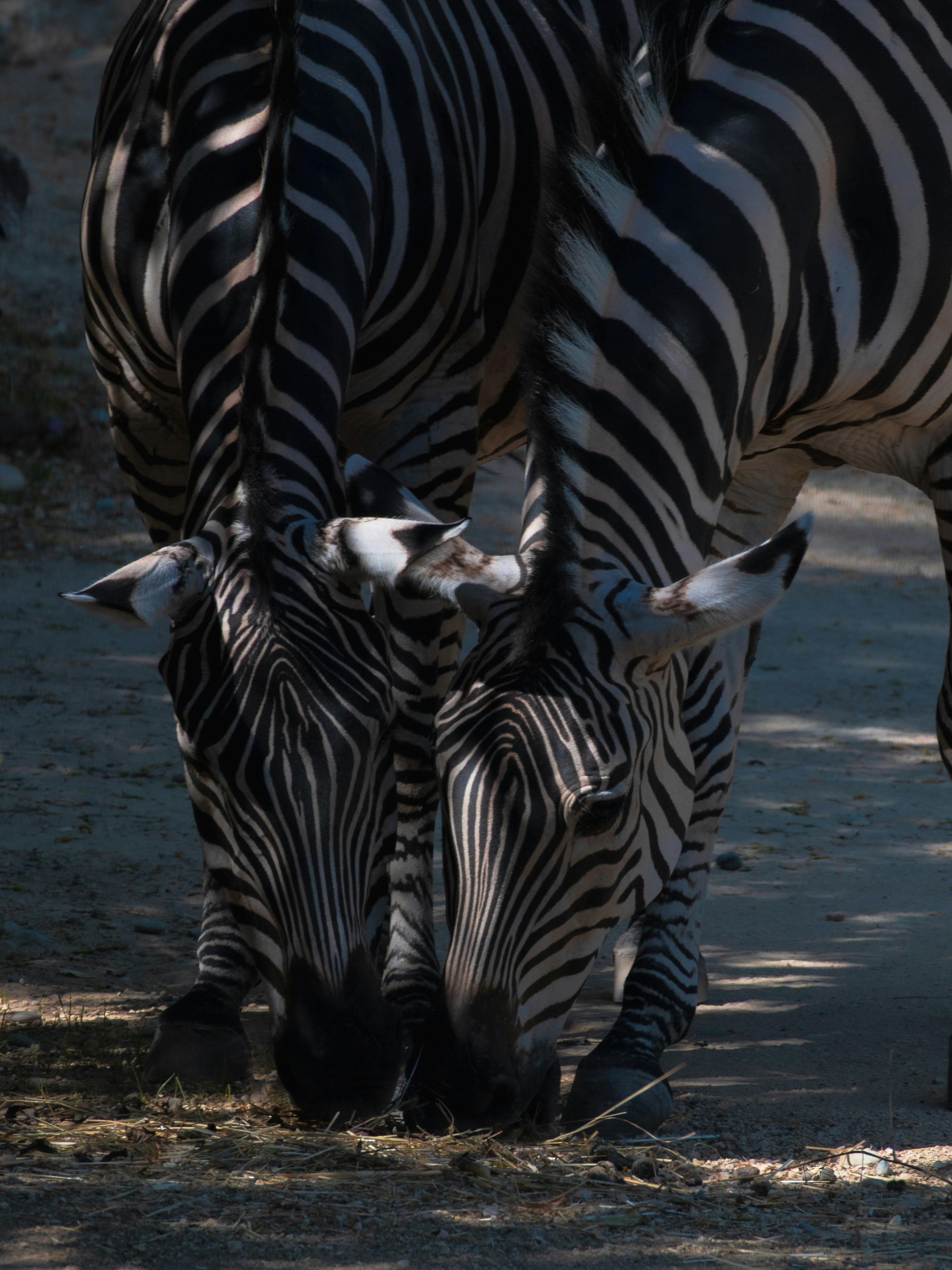 Zebras at Ground-Level: Stripes in Shadow and Light