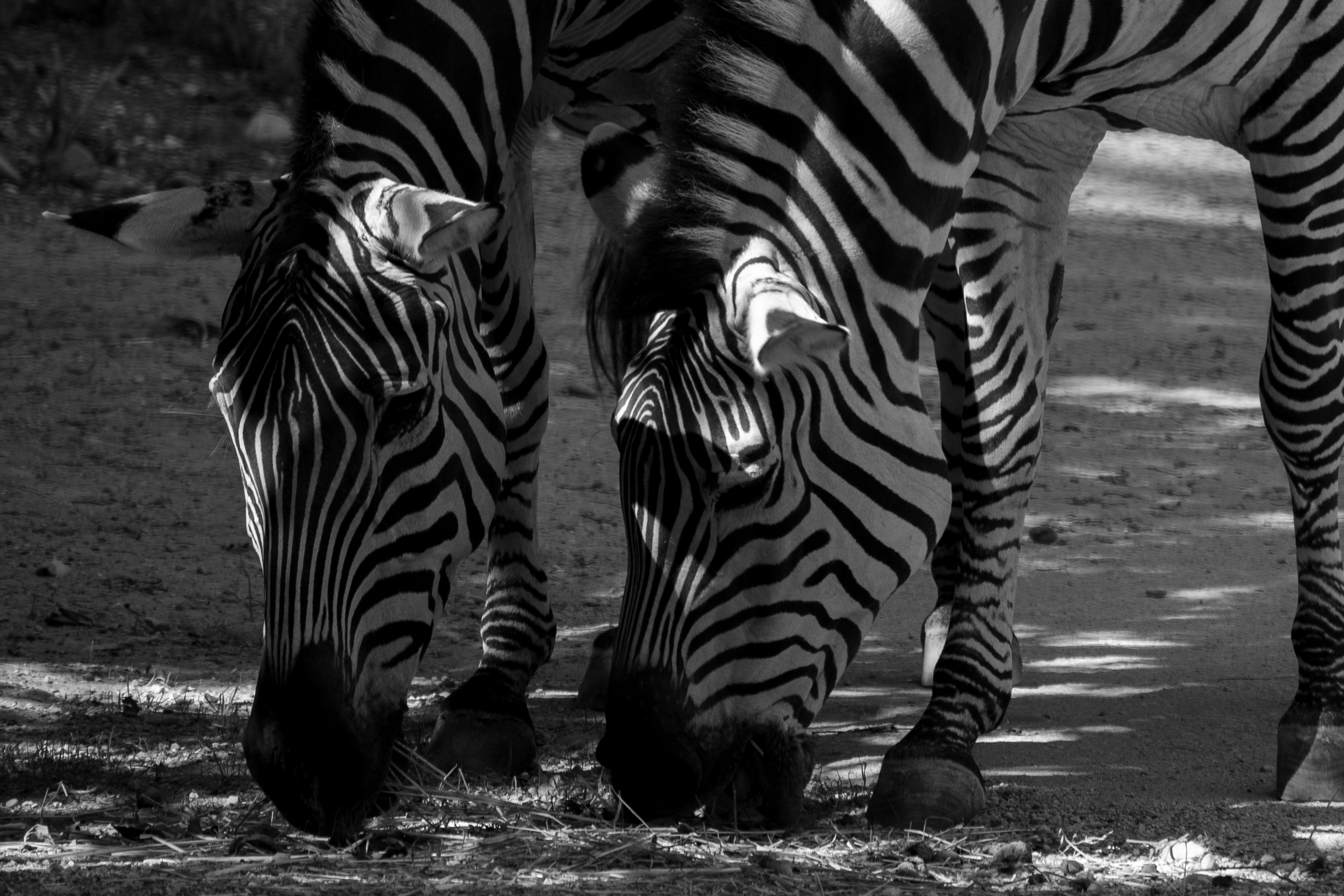 Zebras at the Feed: Close-Up Stripes and Shared Shadow