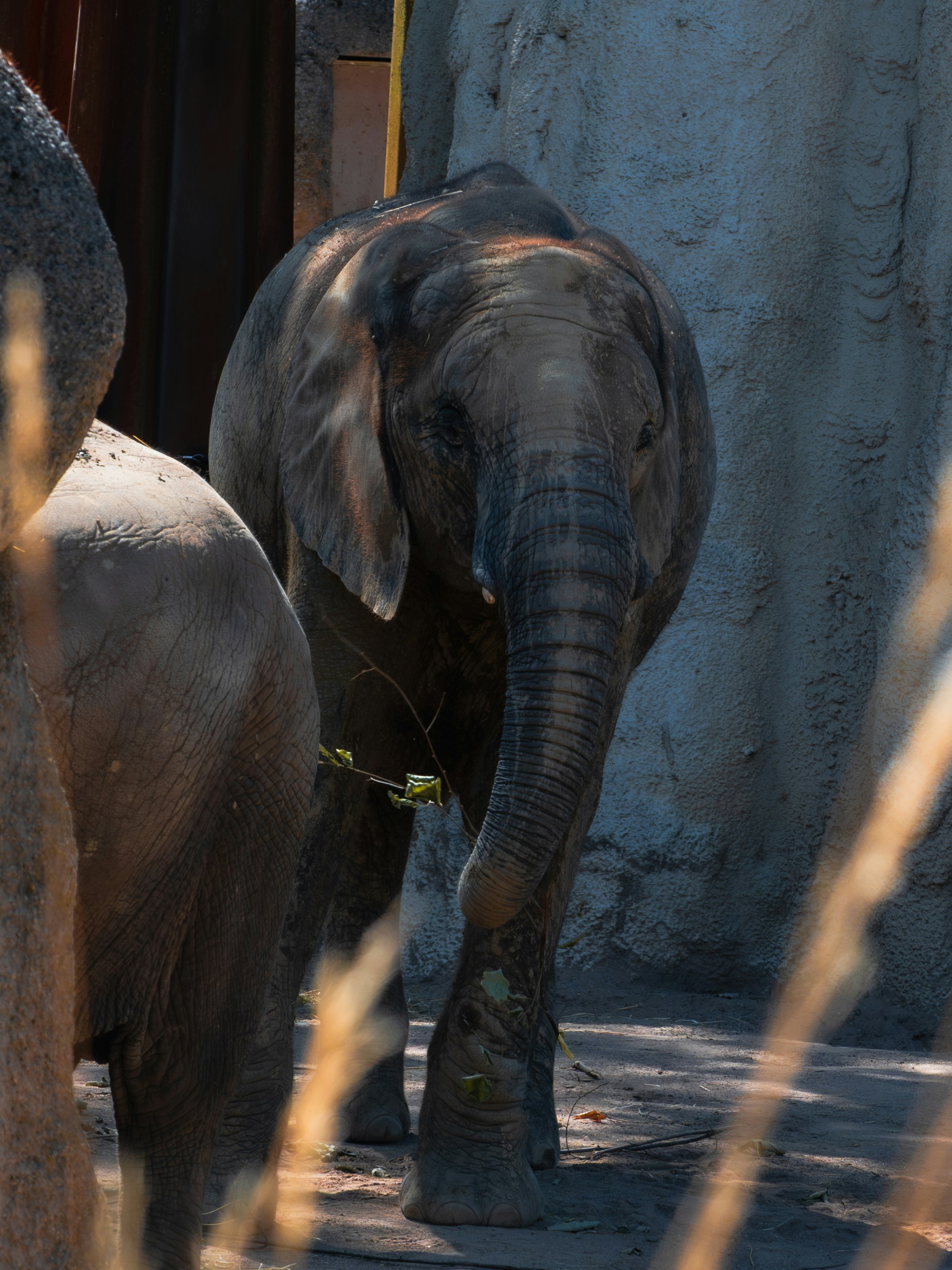 Gentle Giants in a Shaded Wall Enclosure